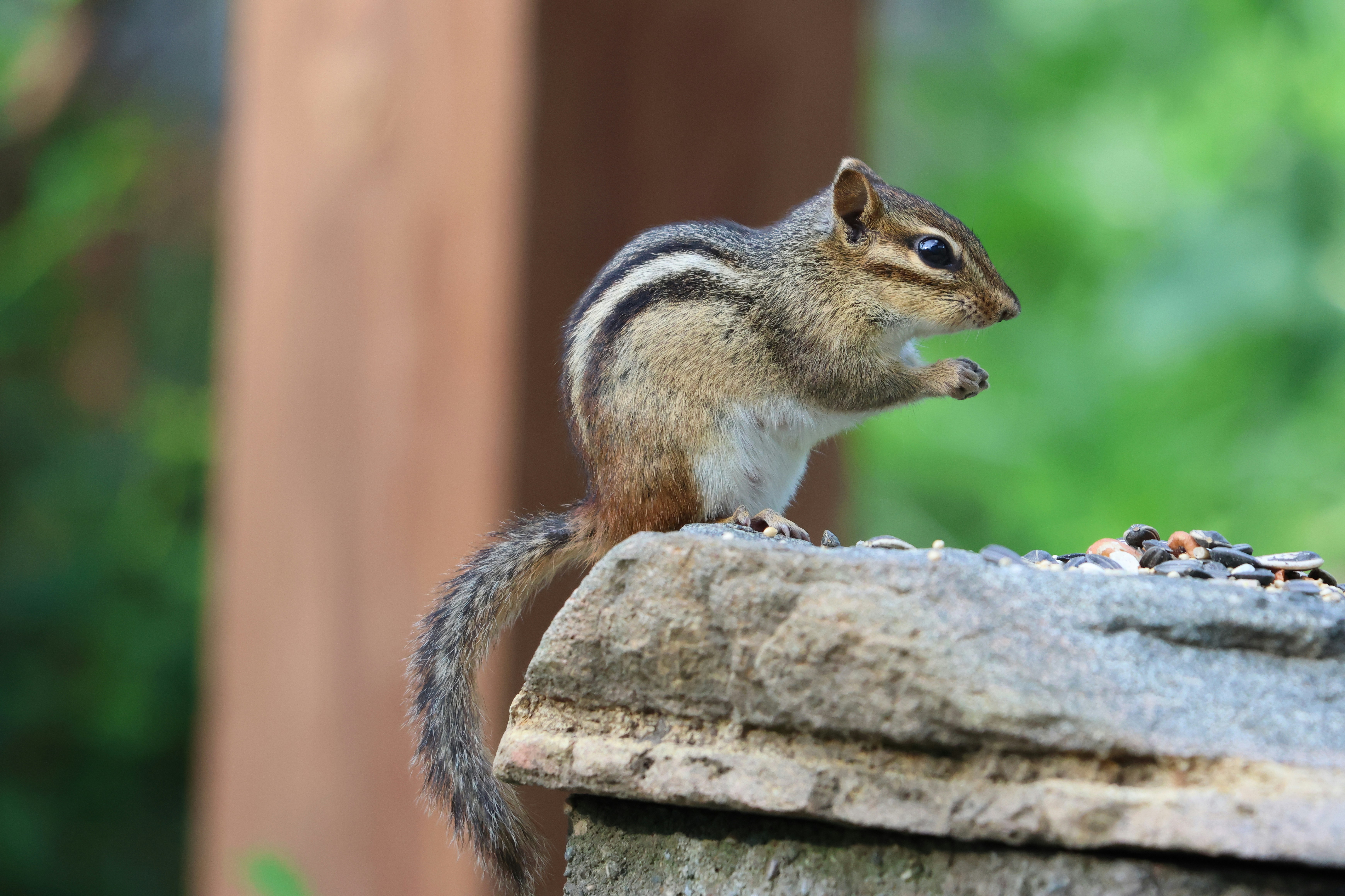 Squirrel Scout on a Stone Mantel