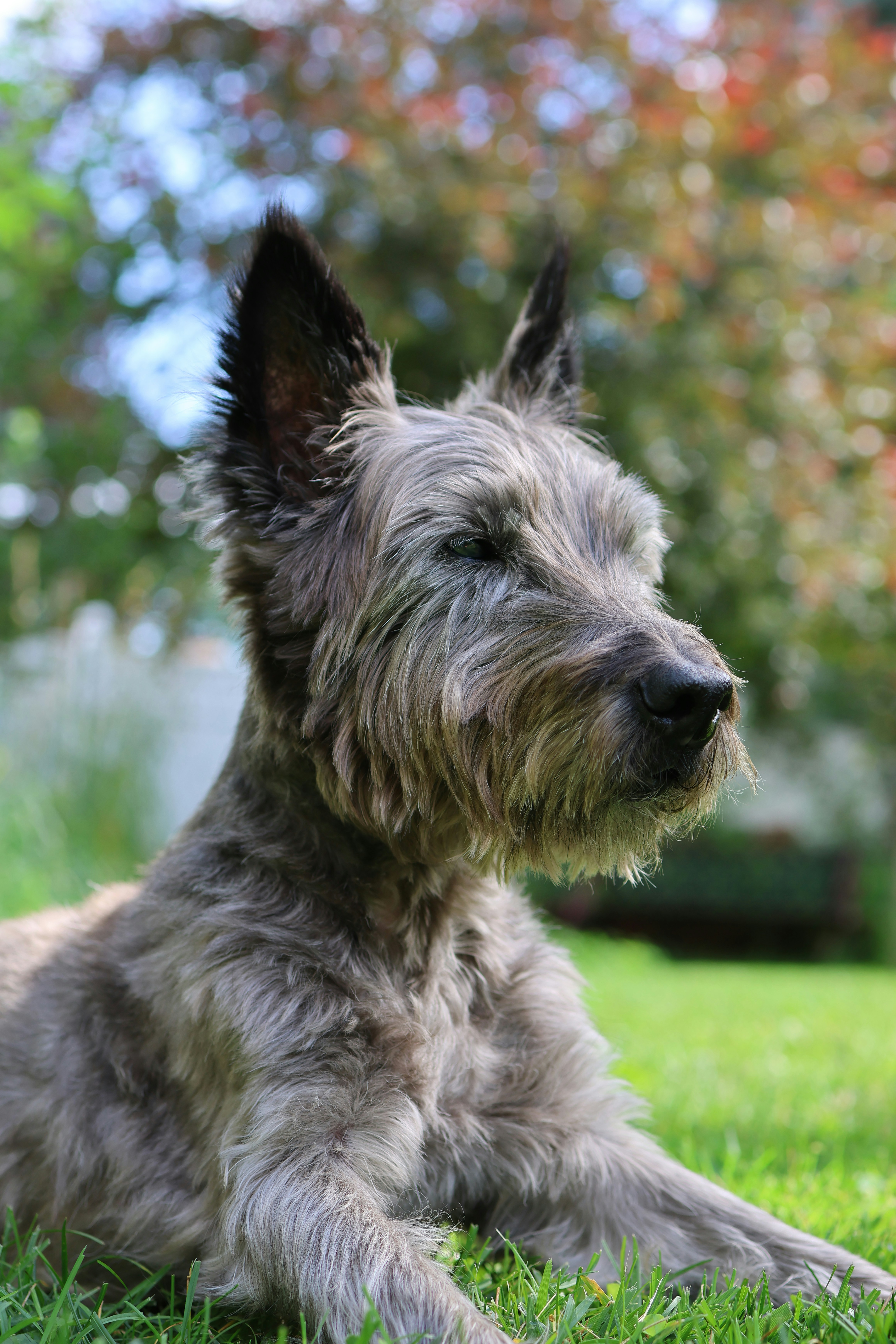 A Quiet Vigil: Soft-Furred Schnauzer in Sunlit Garden