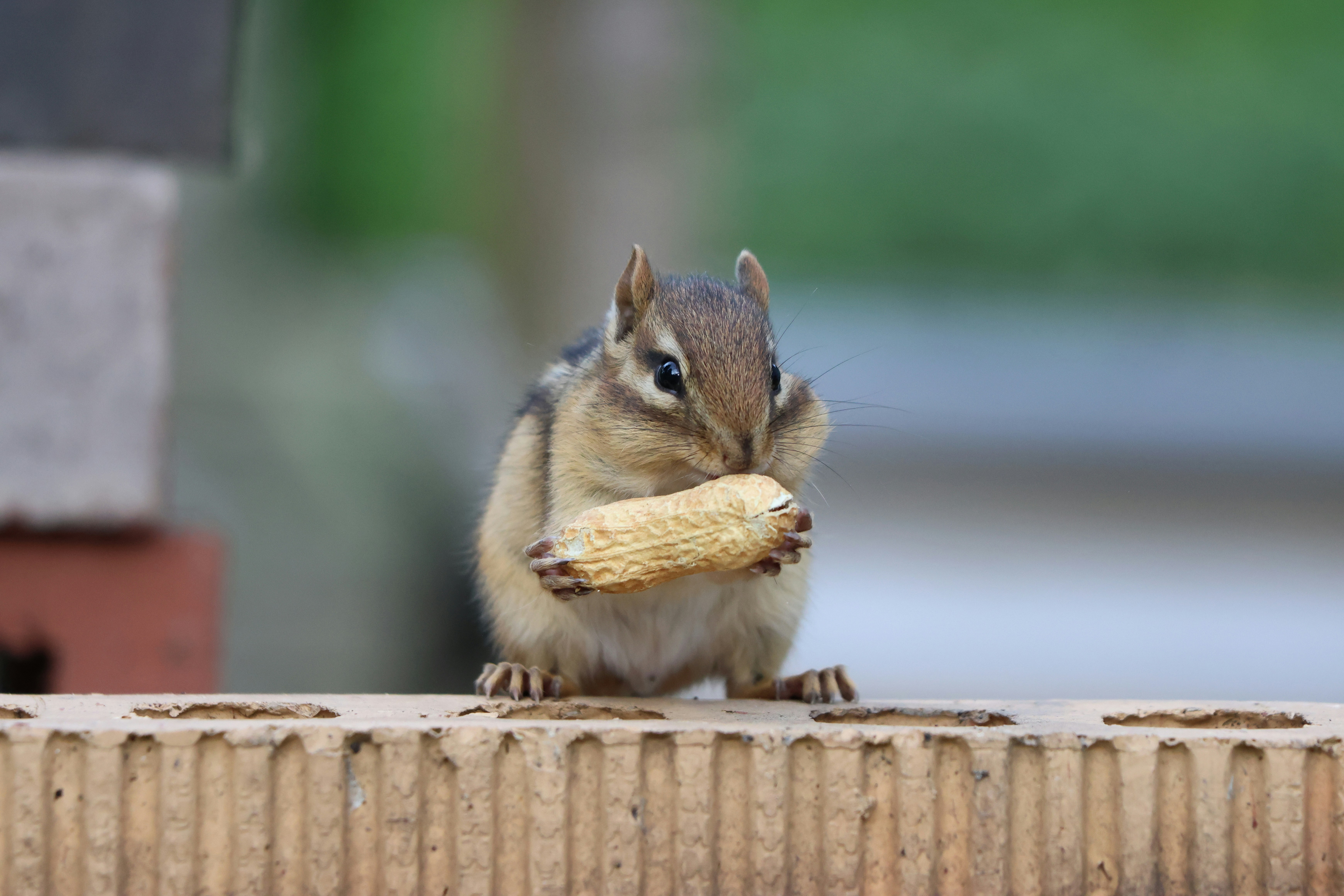 Nut Cracker Moment: Squirrel Grips a Snack on a Concrete Ledge