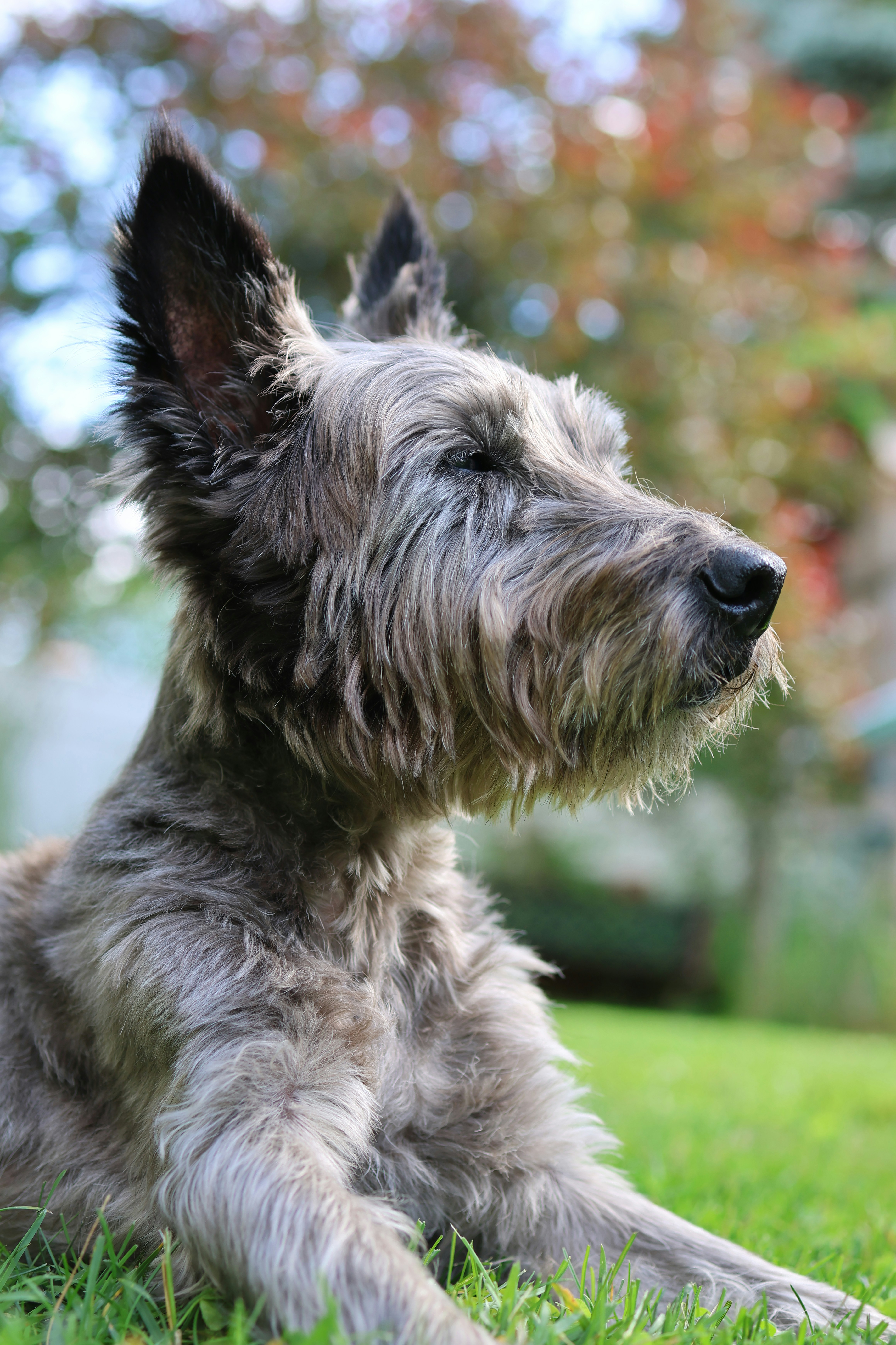 Profile of a scruffy terrier basking in autumn light