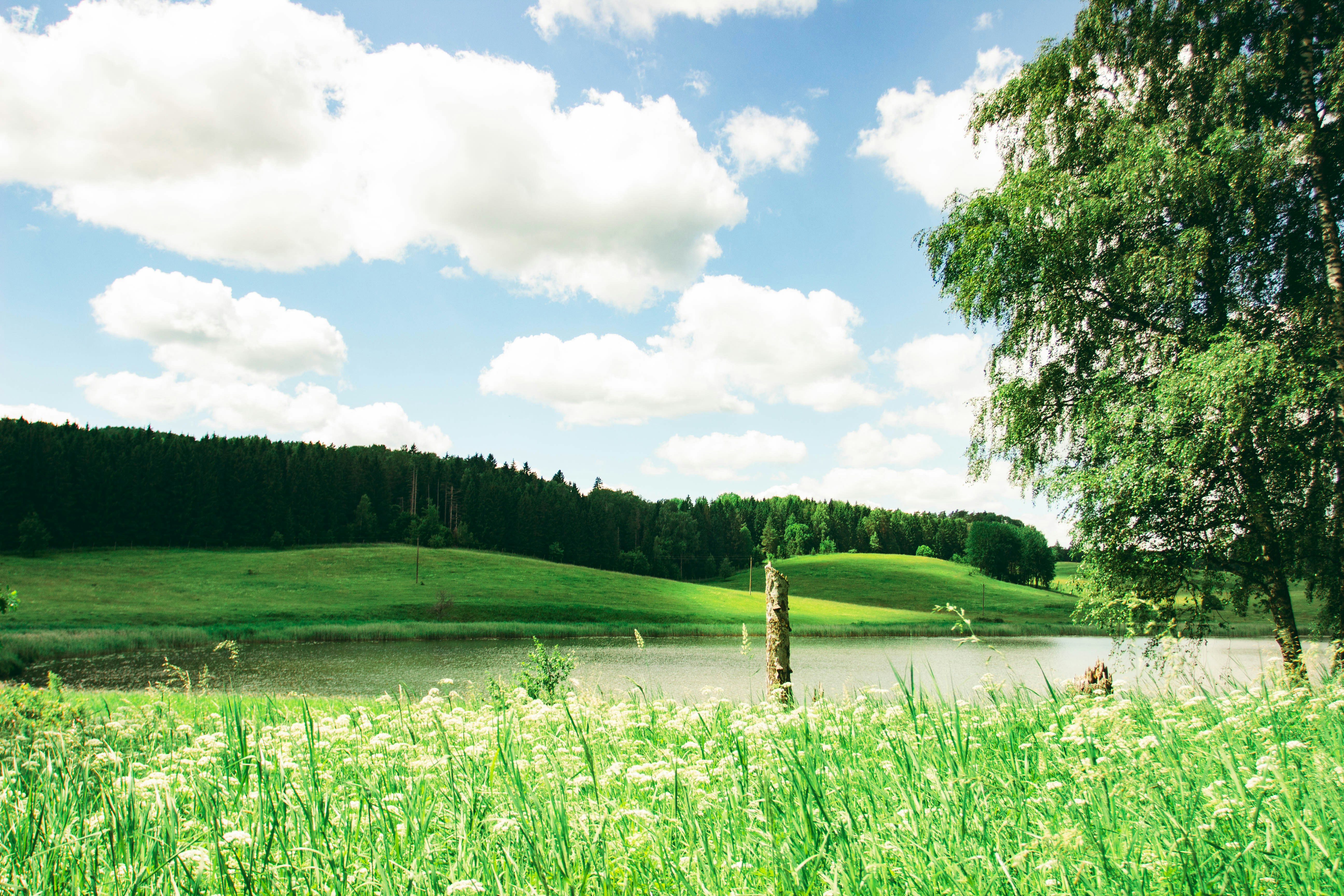 Bright lakeside field rests under a blue sky with fluffy clouds; foreground grass and wildflowers lead the eye toward a calm water body and distant tree line.