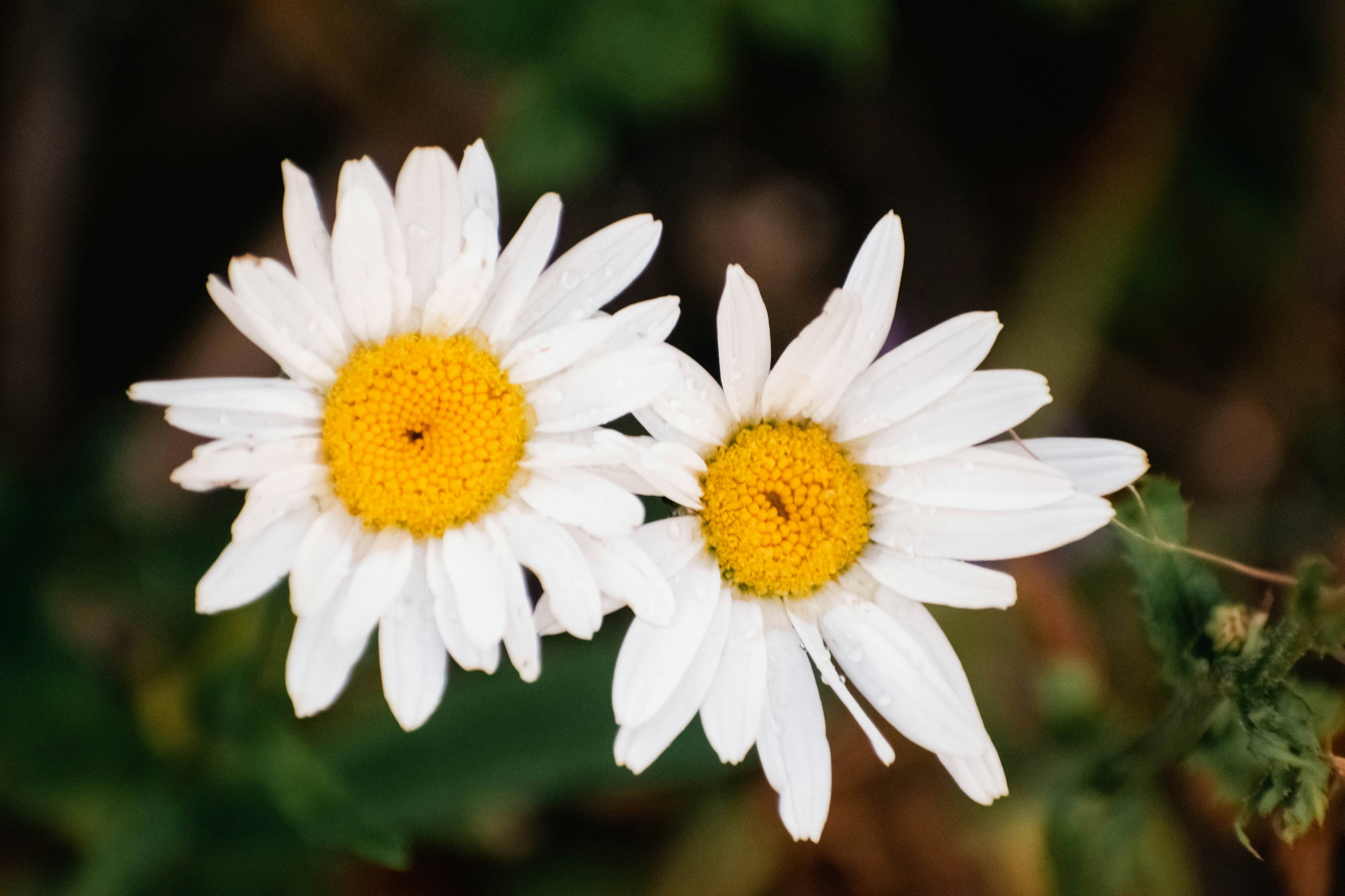 Pair of blooming white daisy flowers close up