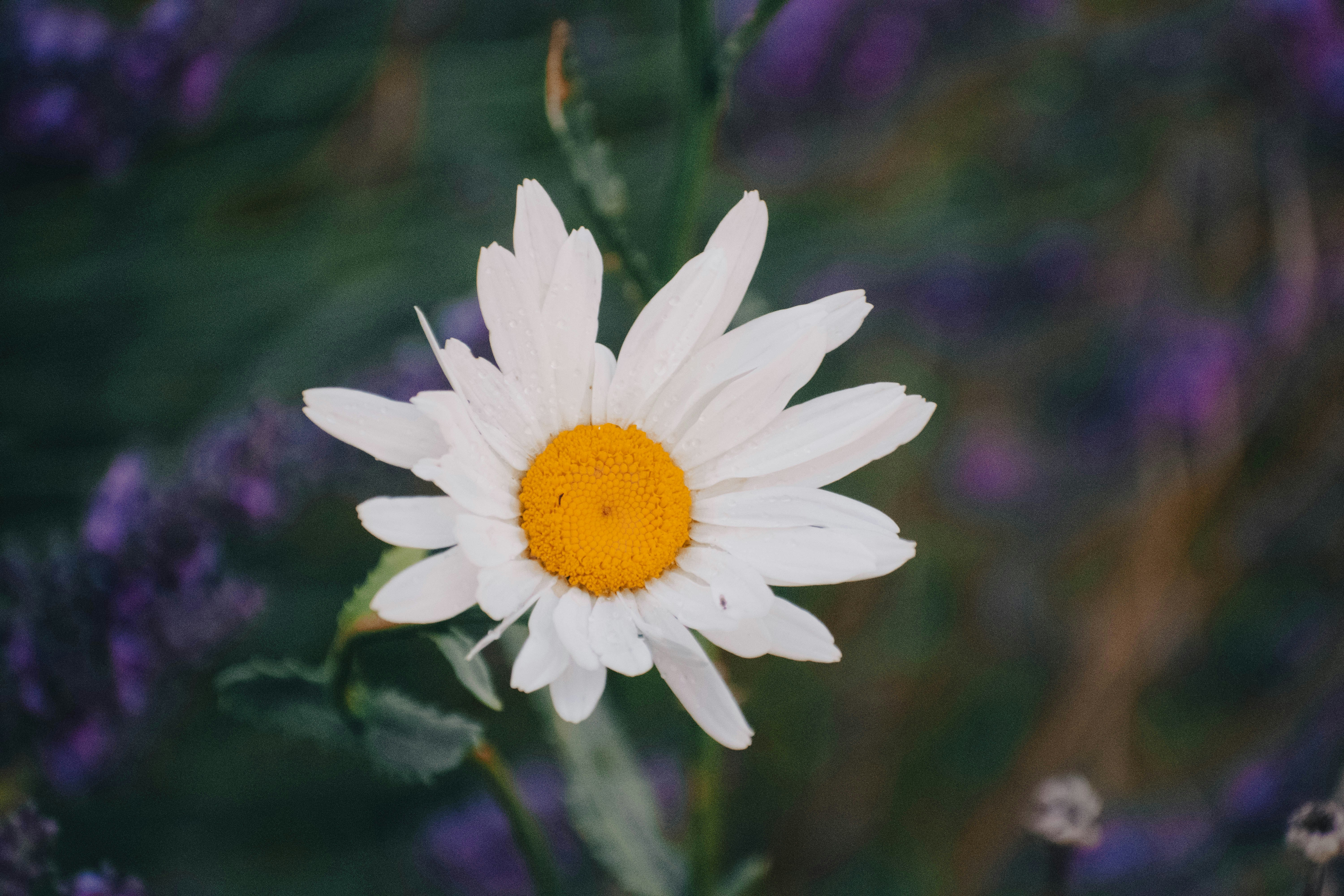 White-daisy Floral Pearl: A Single Bloom Against a Purple-Threads Backdrop