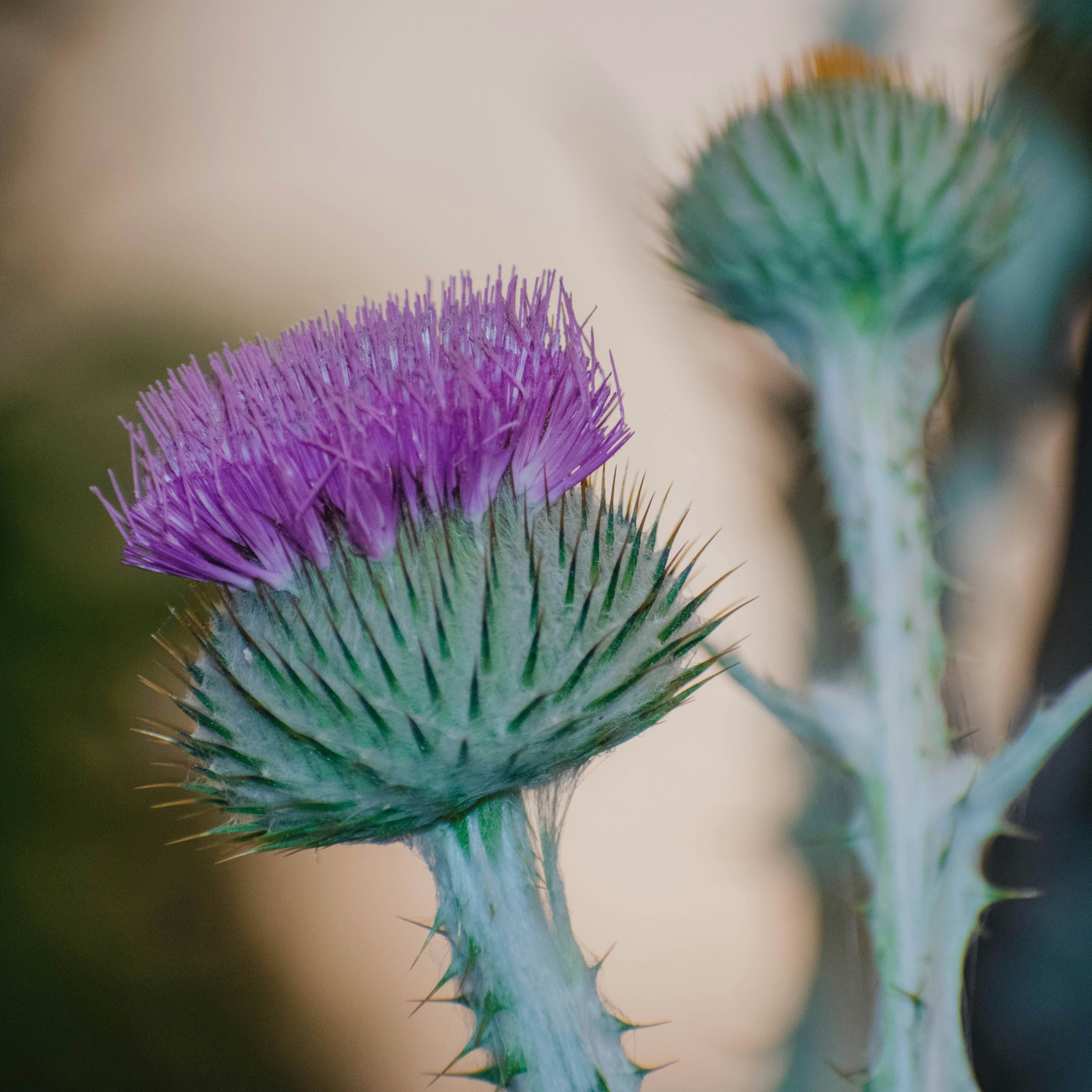 Purple Top: Close-Up of a Thistle Crowned by Violet Bloom