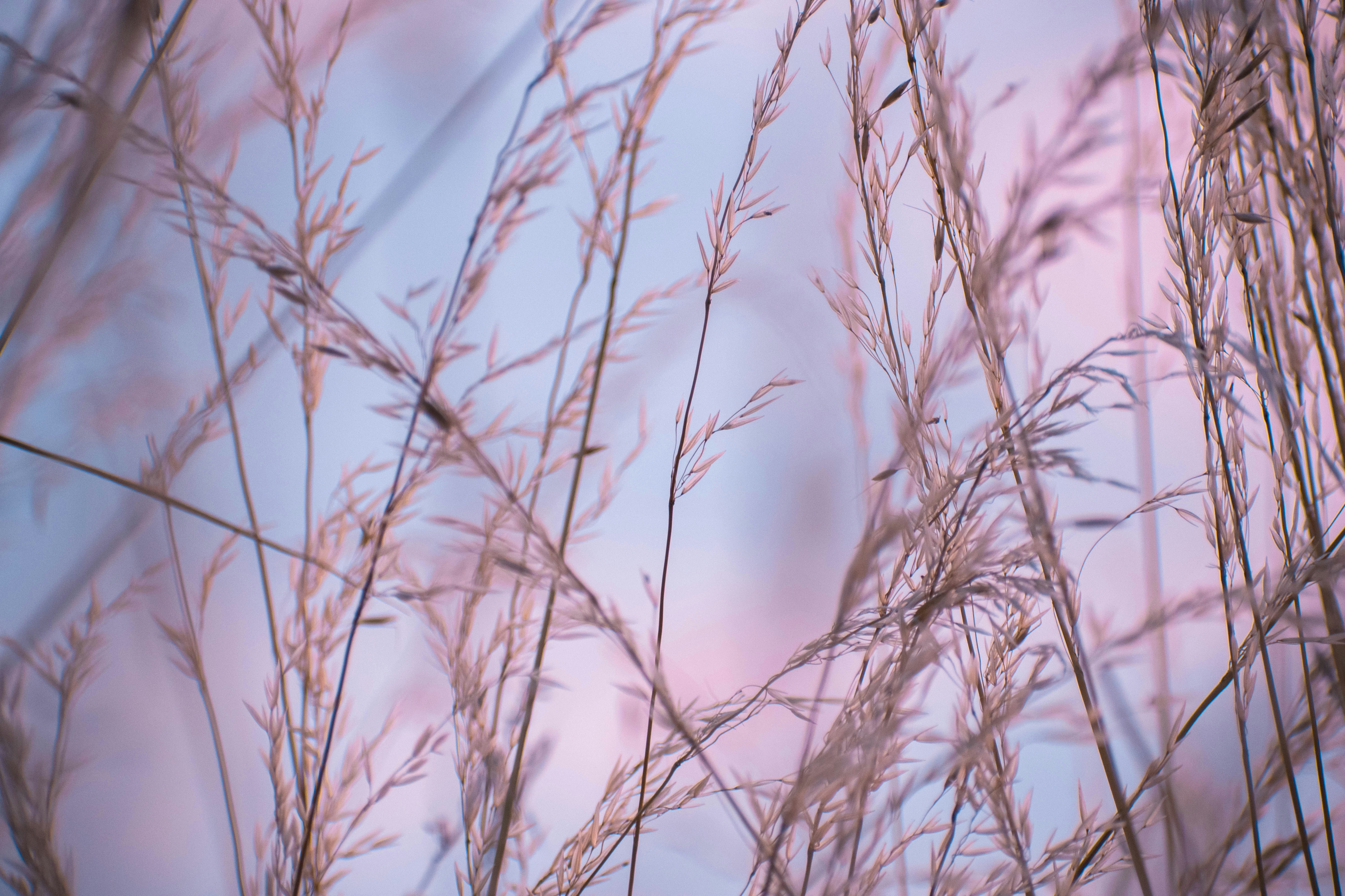 Soft Breath of Grasses Against a Pastel Sky