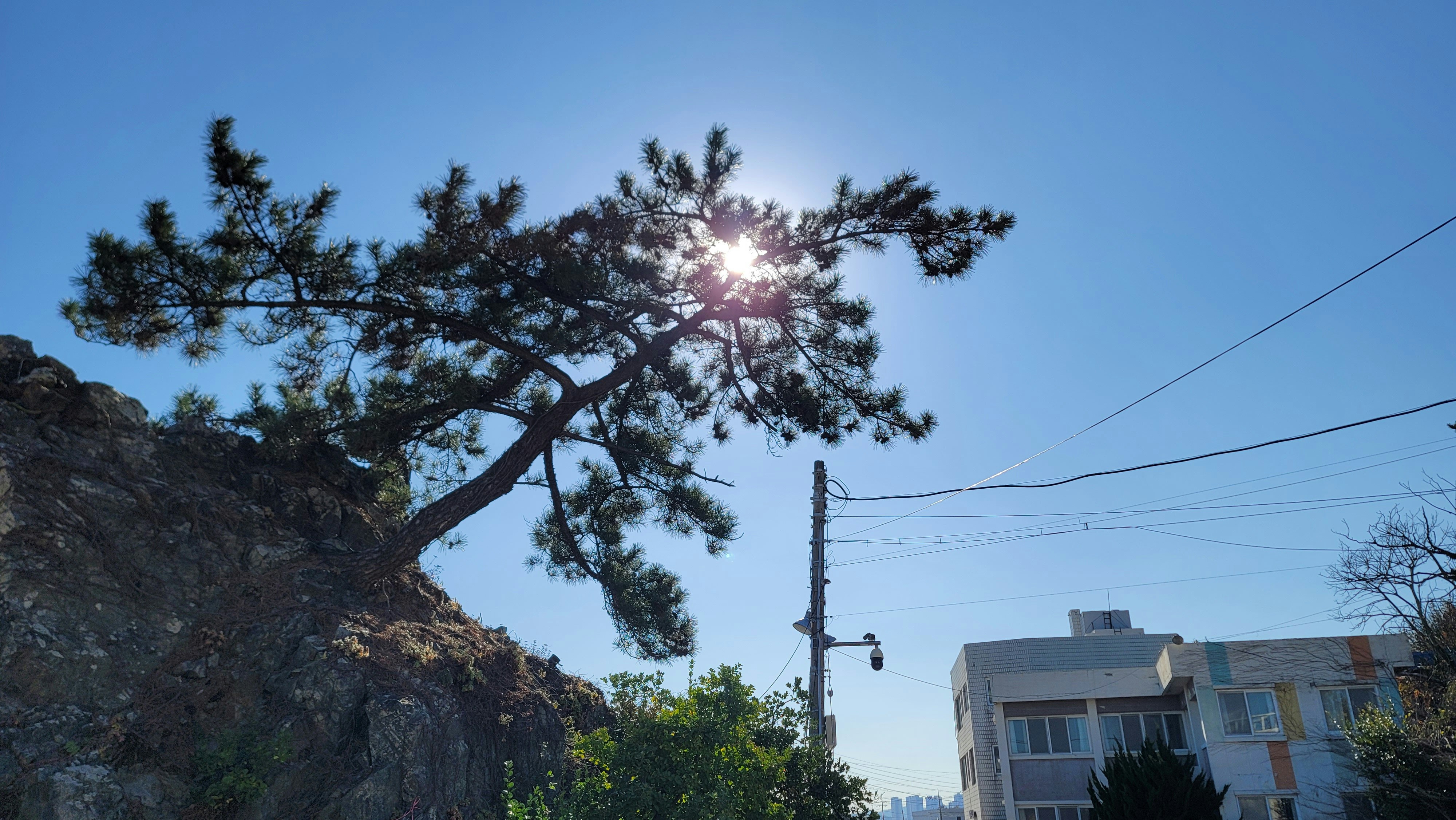 Sunlit Pine Against Urban Edge