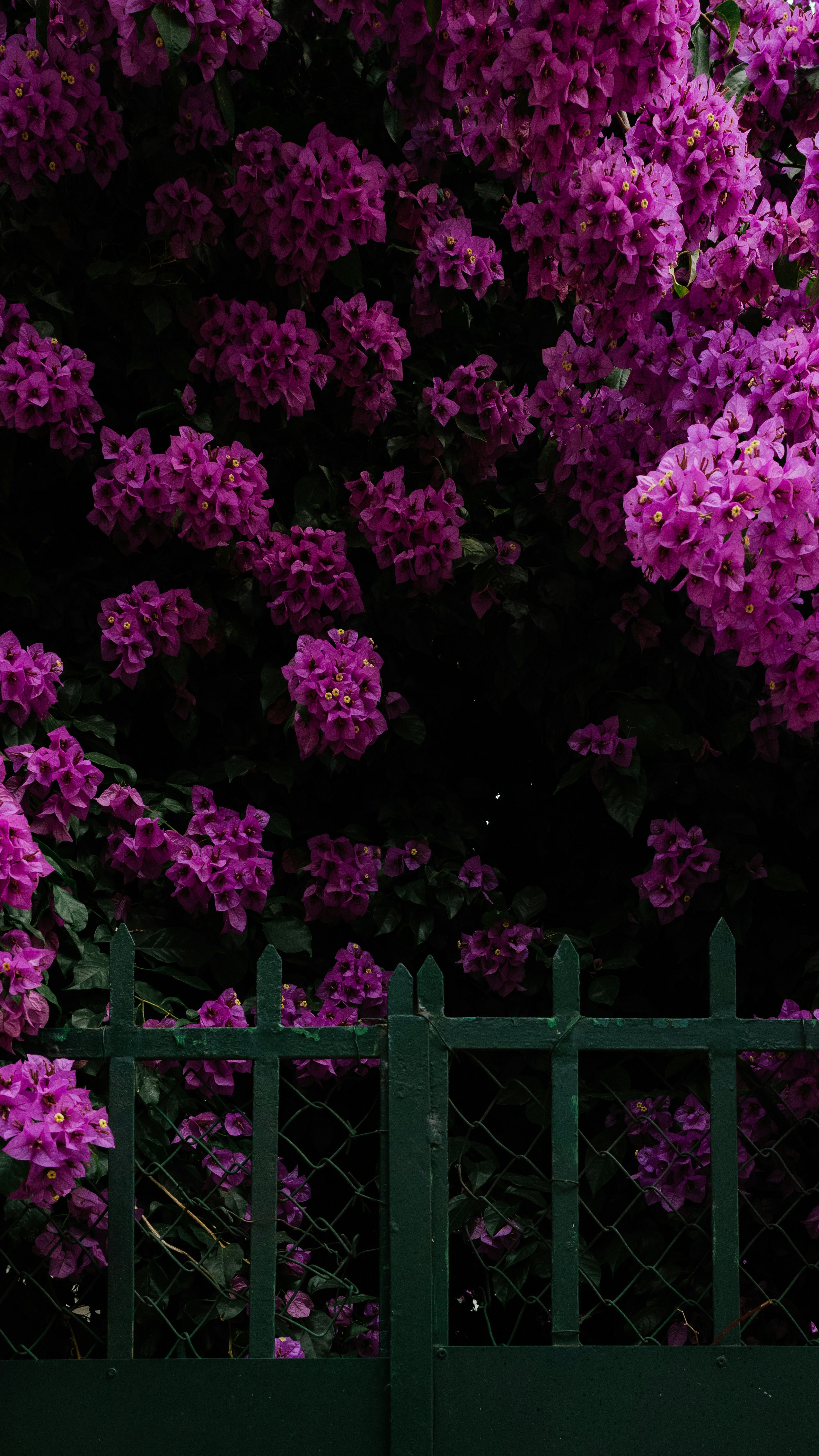 Vibrant purple bougainvillea clusters cascade beside a dark green fence, creating a high-contrast garden scene with deep shadows.