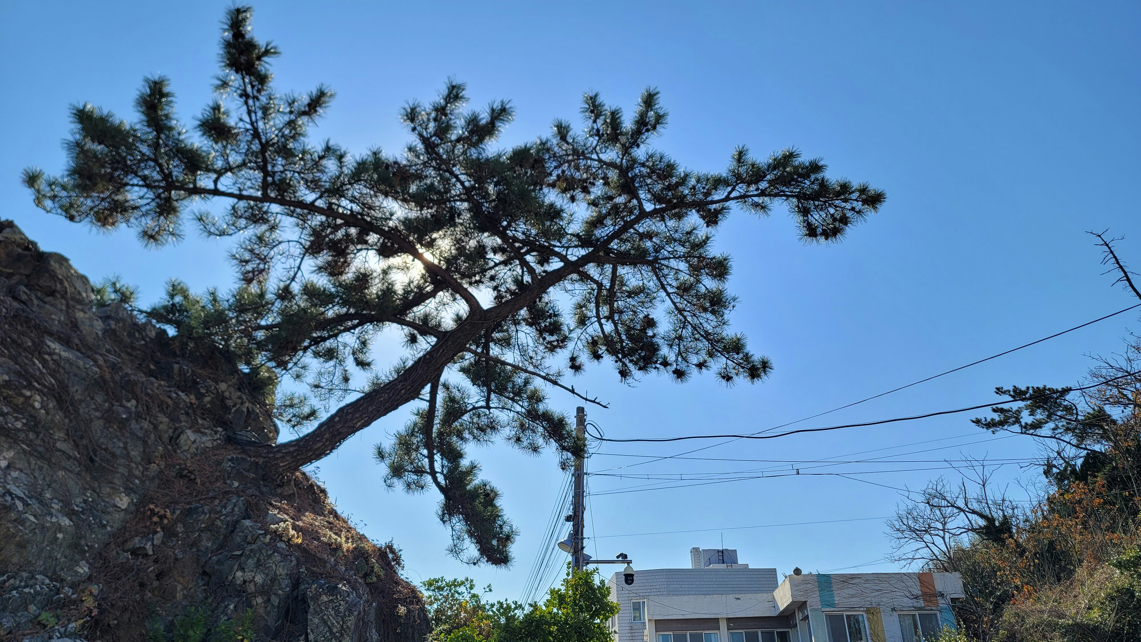 A single tall pine bends over a rocky slope with a blue sky above and a distant urban silhouette; the scene captures a quiet street-level view with utility lines and a modern building in the background.