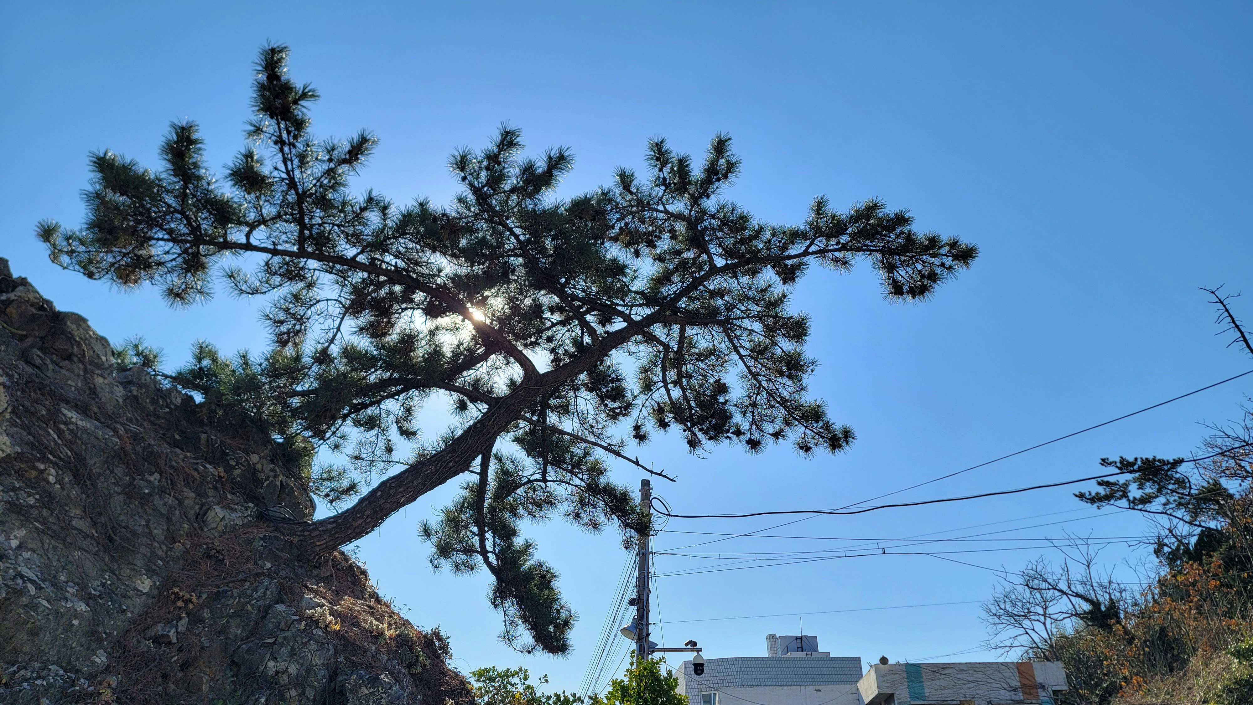 Tall pine tree bending over a rocky slope with a bright sun flare and utility lines across a calm blue sky, suburban rooftops visible at the bottom edge.