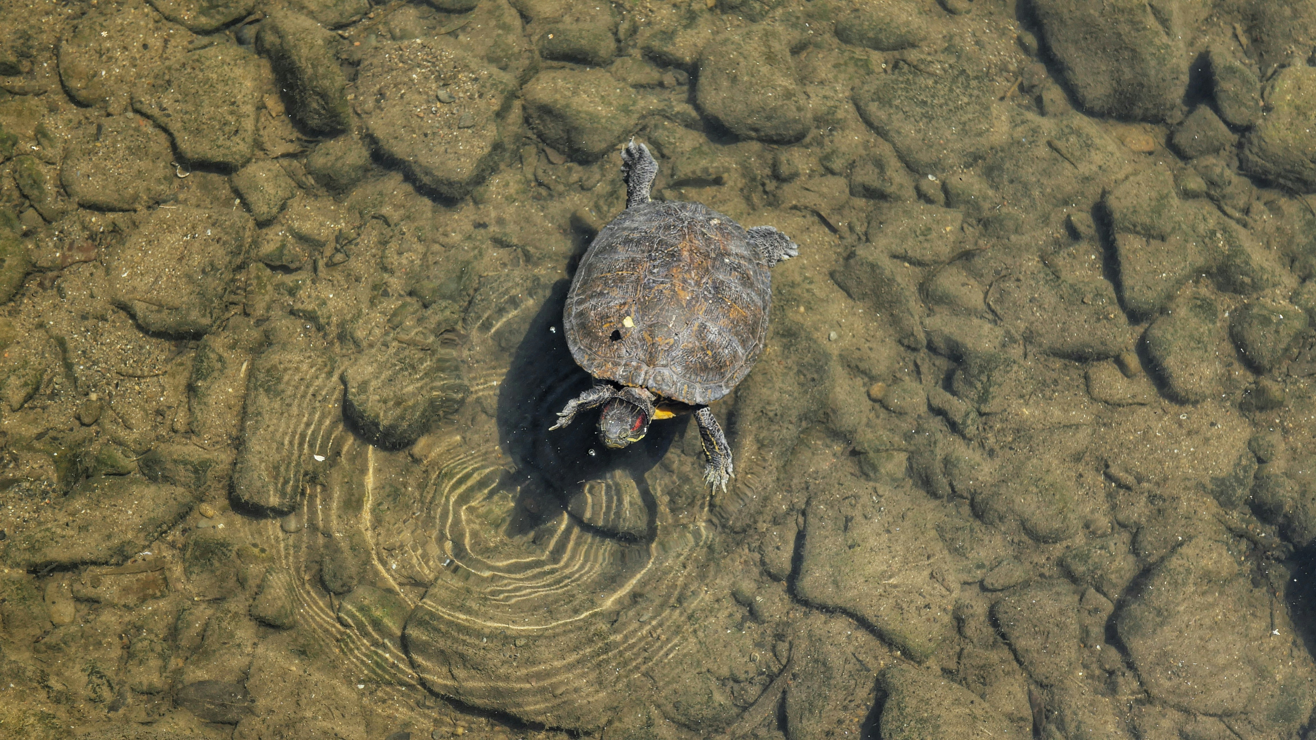 Hovering in Quiet Ripples: A Tortoise at the Edge of Creek