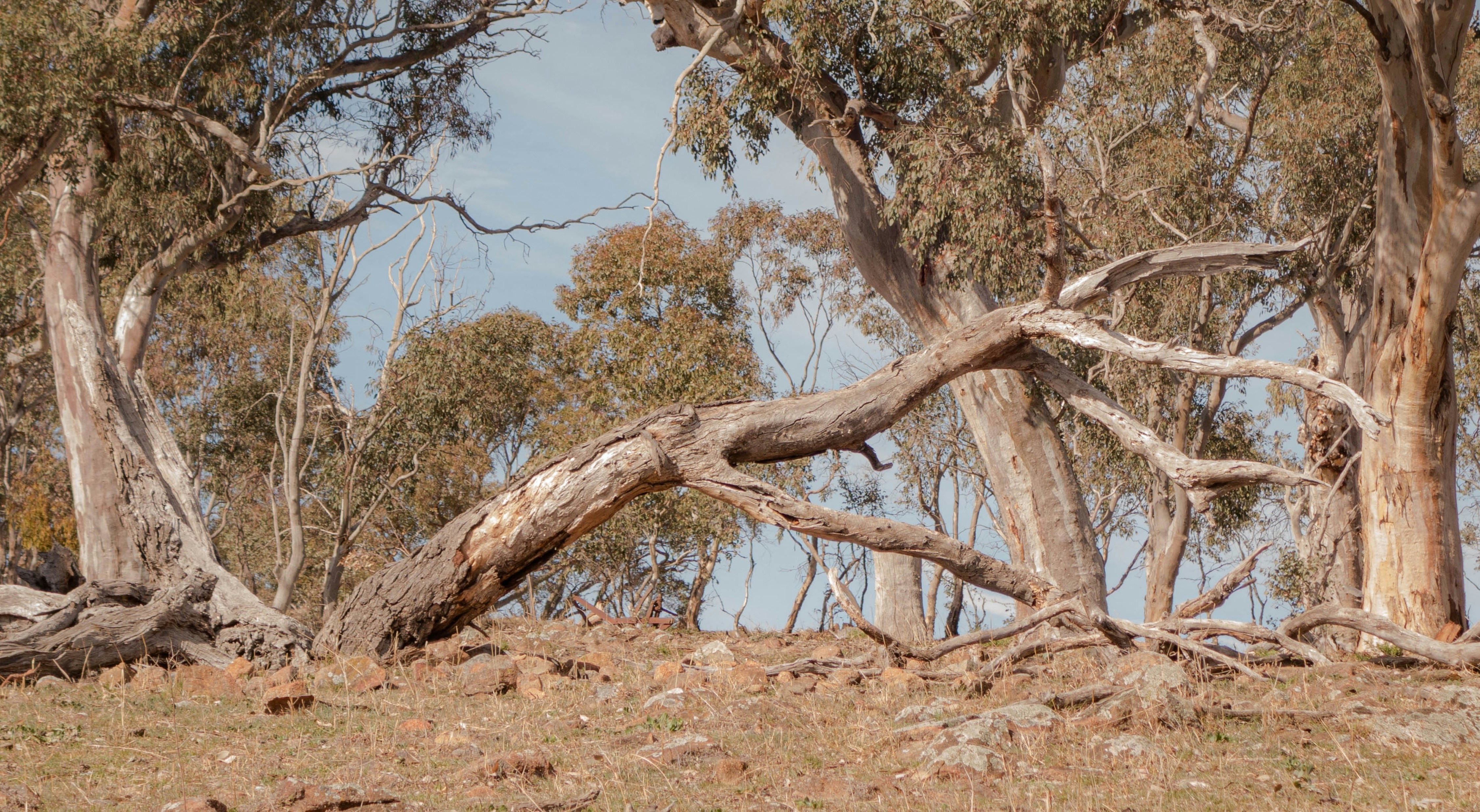 Twisted Sentinels: A Woodland Fight Between Sky and Roots