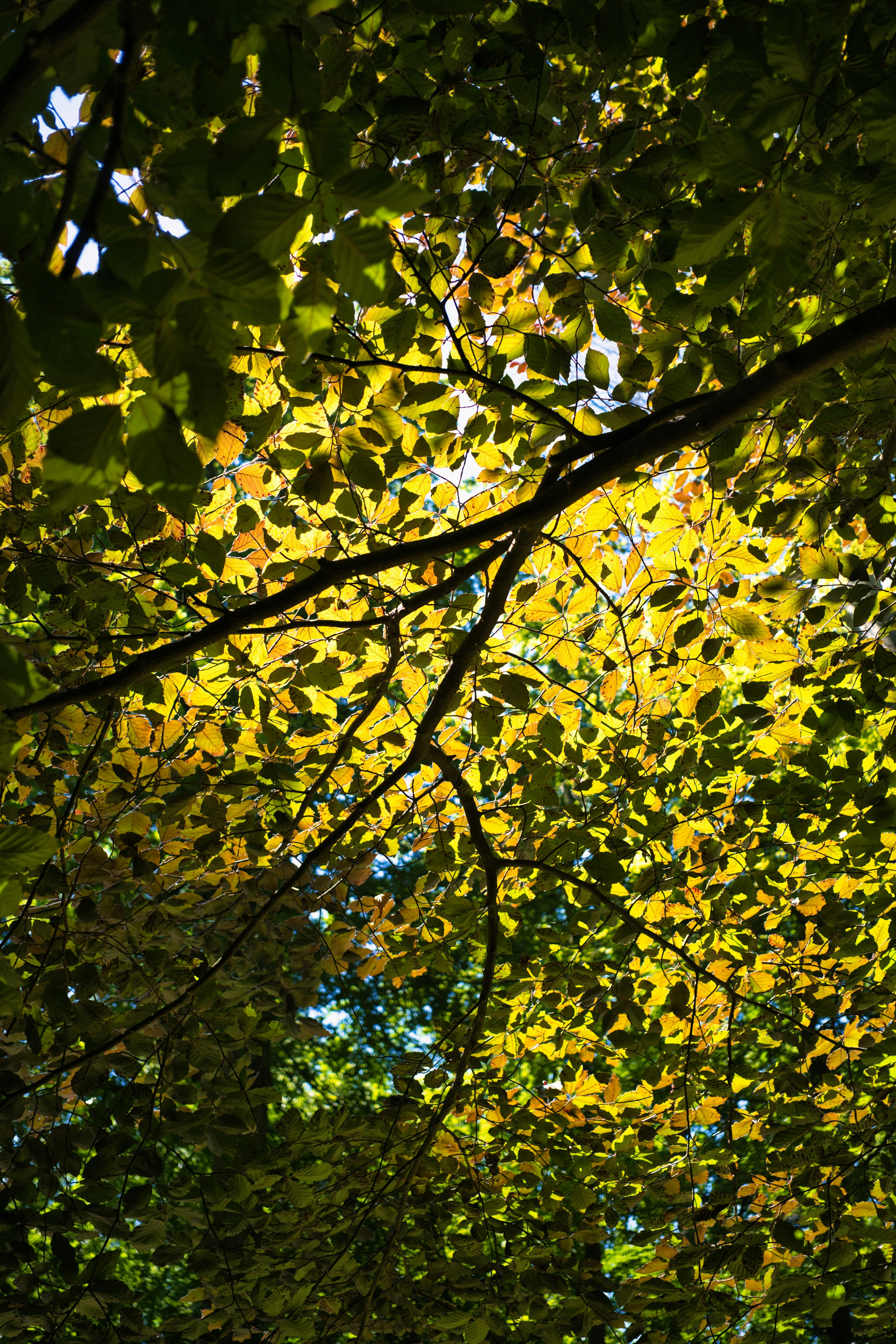 Sunlit Canopy Mosaic: Dappled Leaves in Spring to Autumn Transition