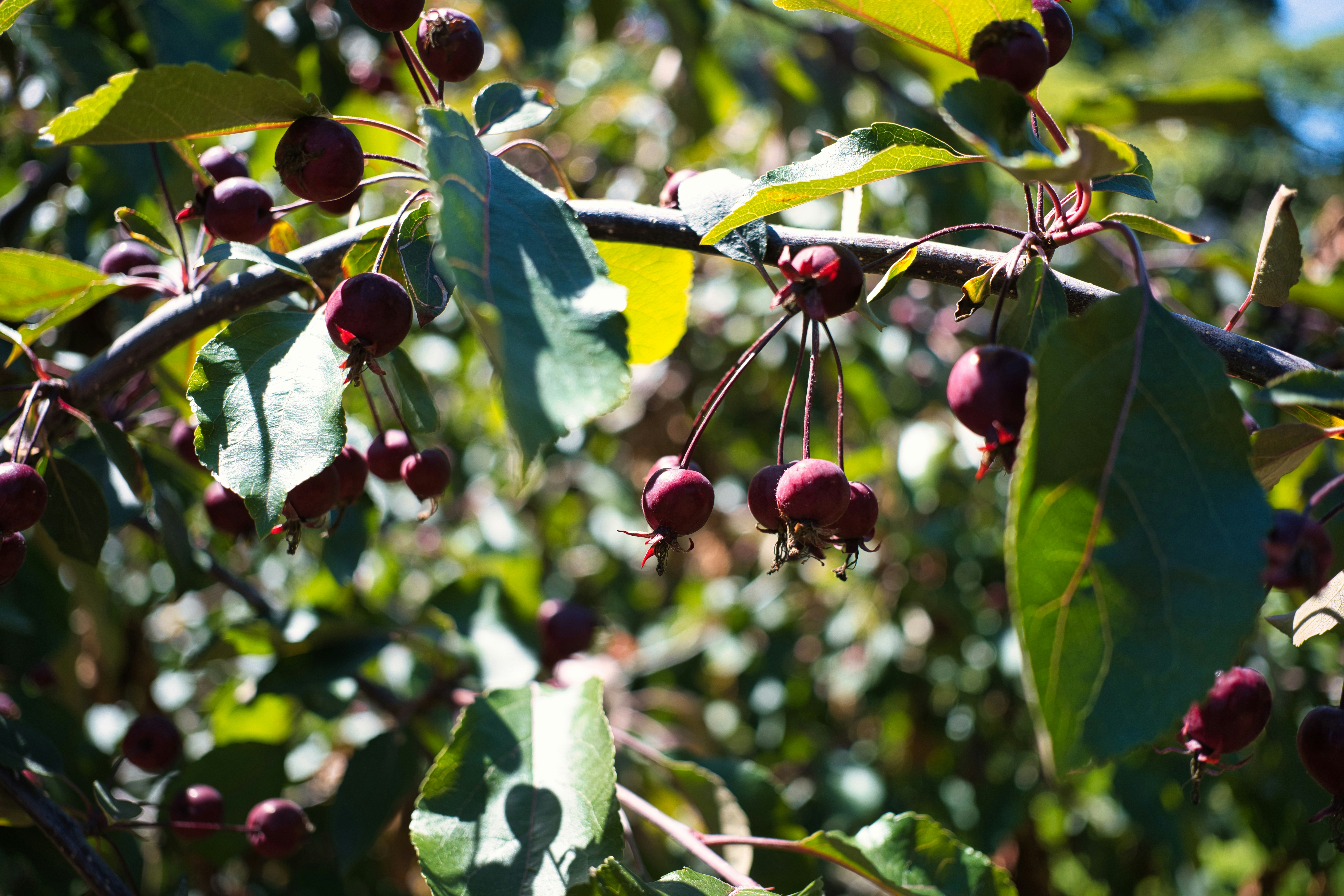 Cherry-like berries among sunlit leaves