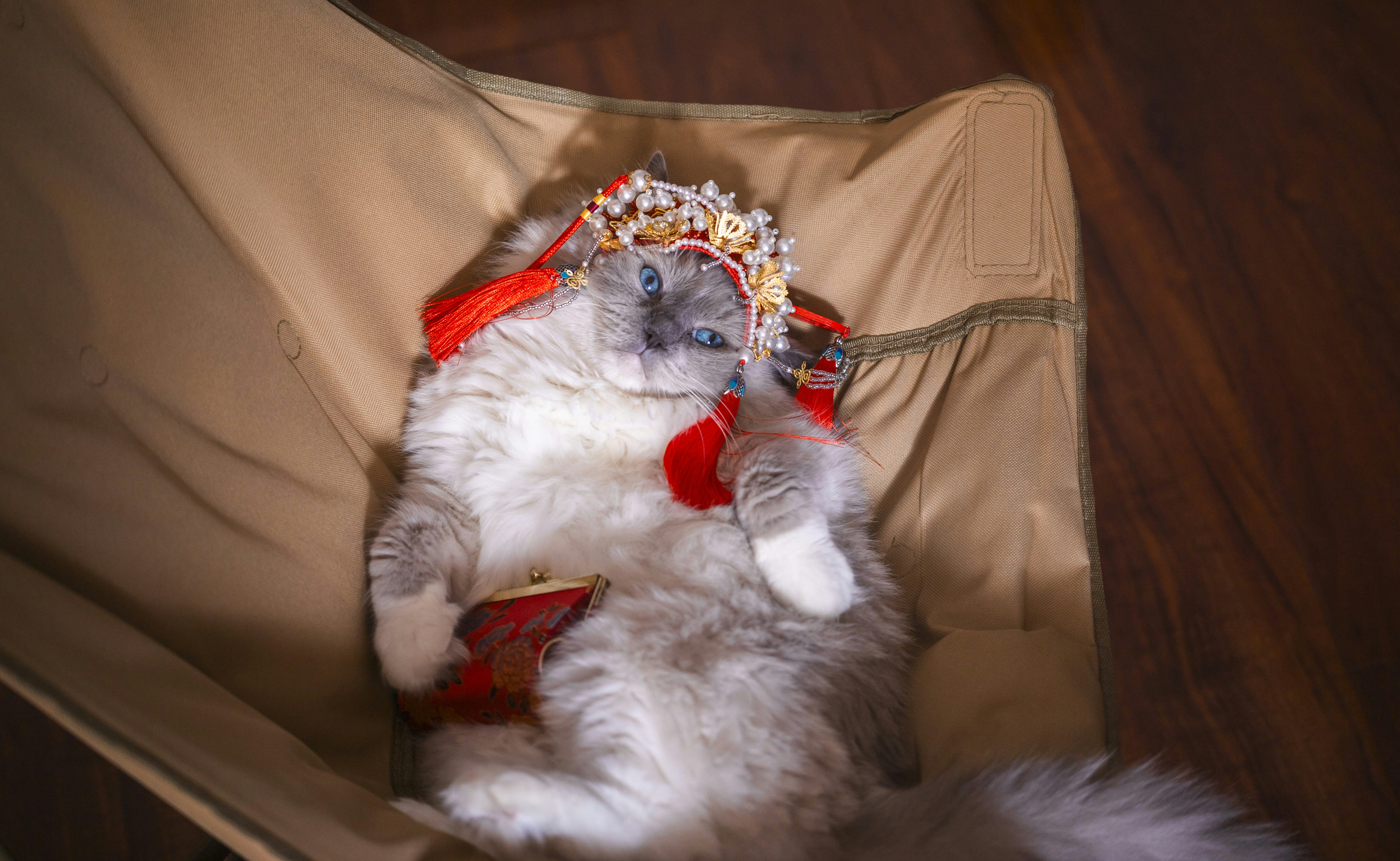 Fluffy cat reclines in a chair wearing a jeweled headpiece and red tassels, posed for a playful portrait.