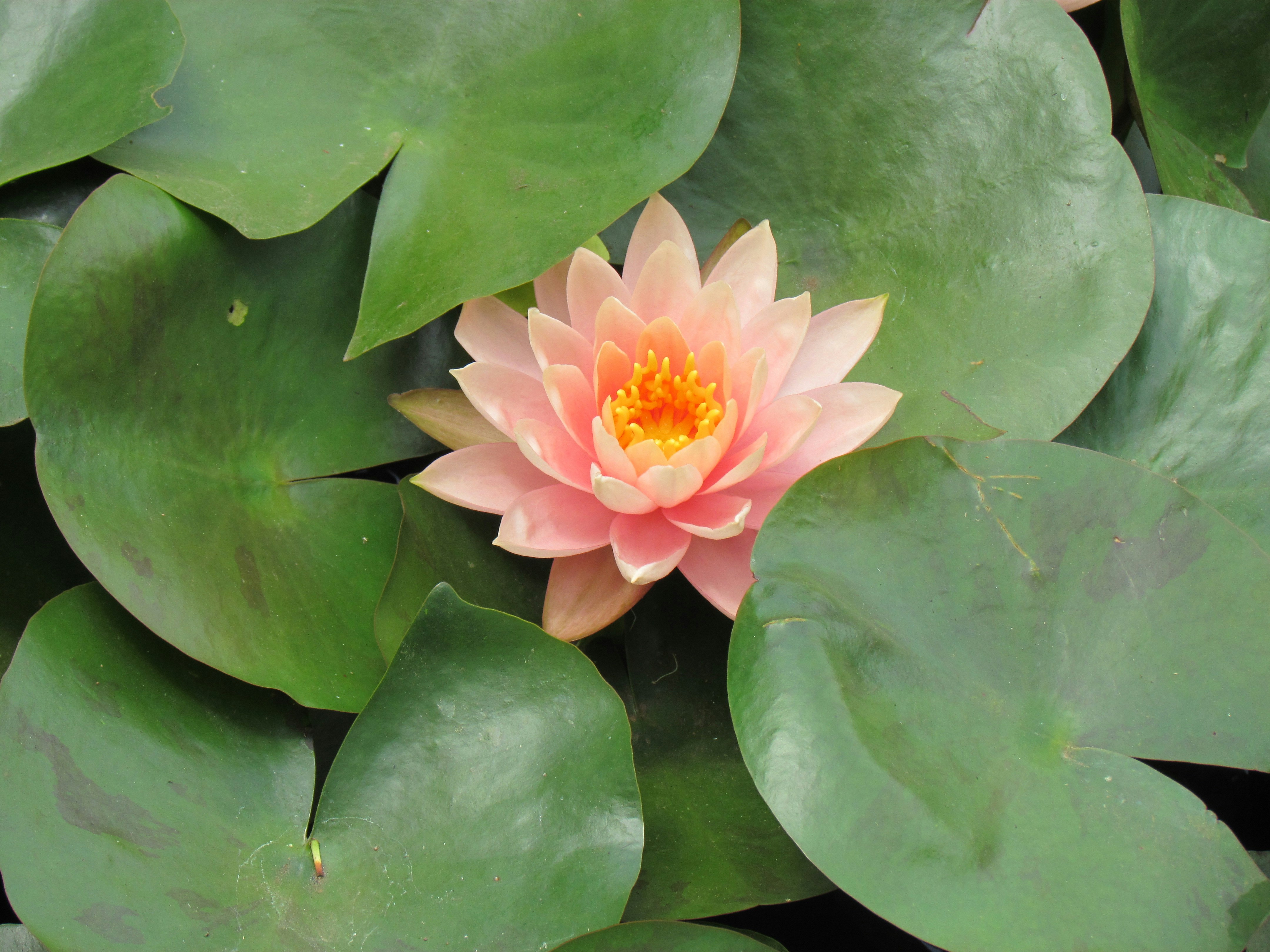 Pink Waterlily Bloom Nestled Among Emerald Pads