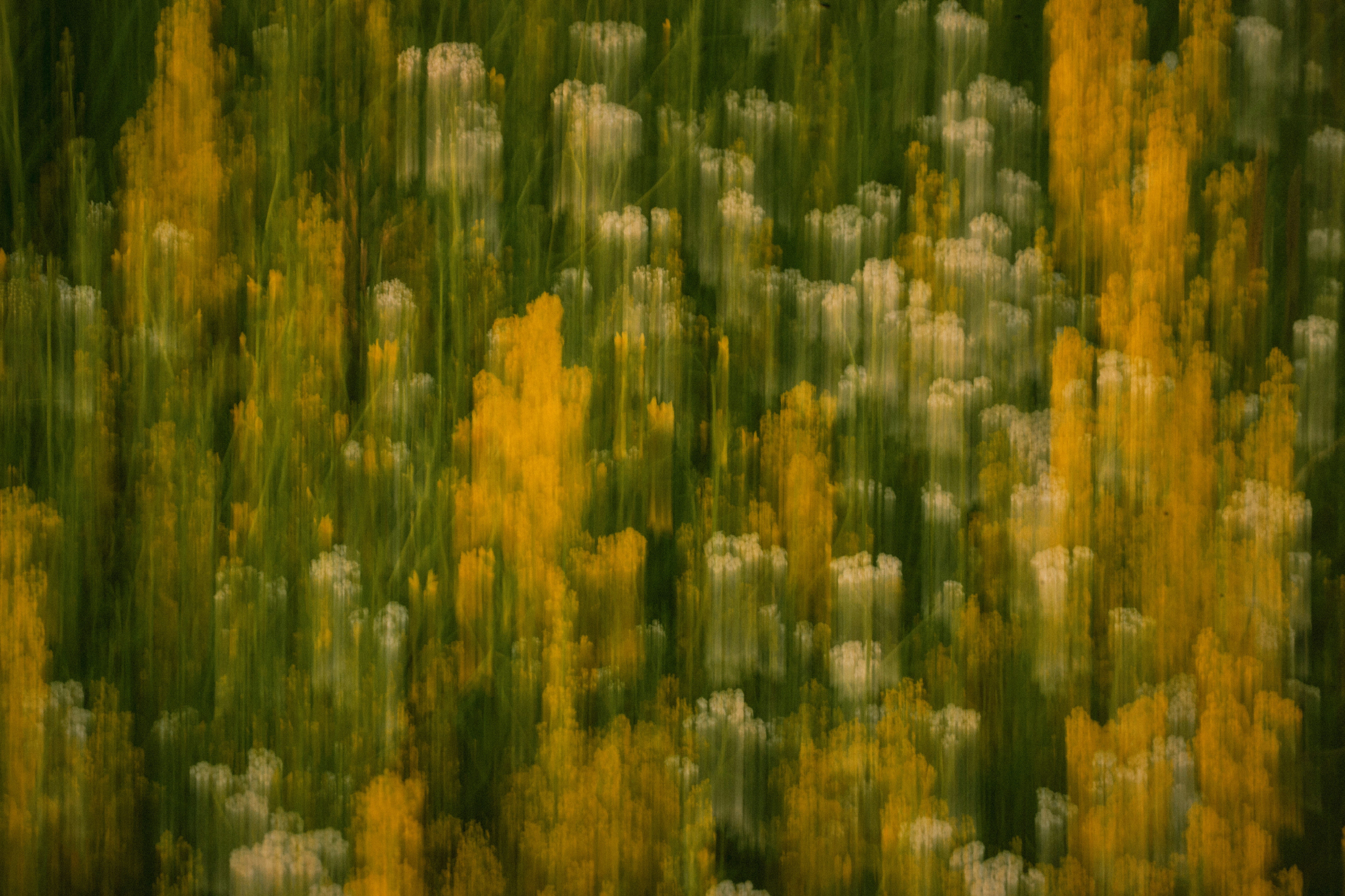 Abstract field of blurred yellow and green verticals suggesting flowers and grasses with motion-like vertical streaks in a shallow depth scene.