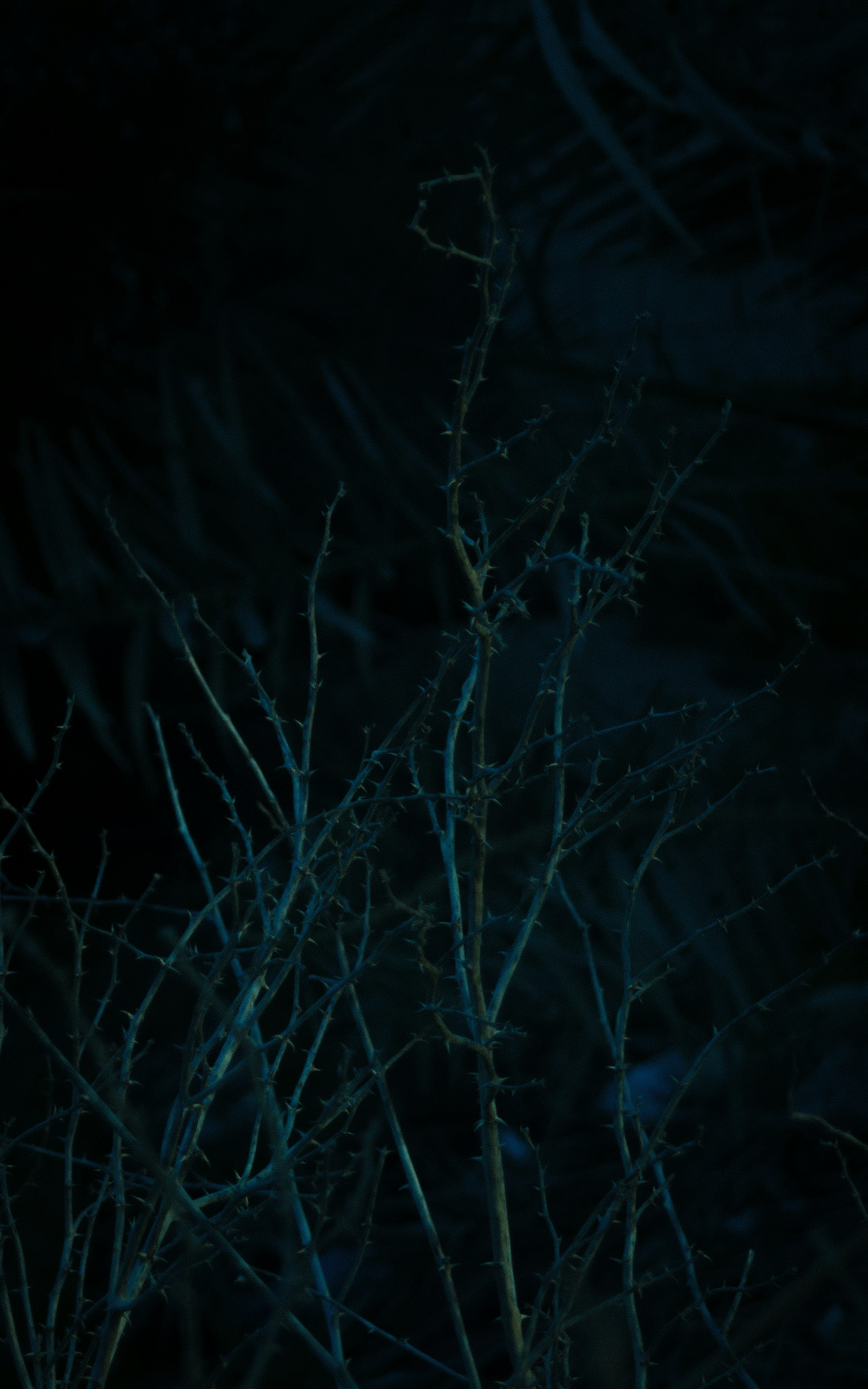 Dense, shadowy branches weave through a cool blue night scene, emphasizing the tangled thicket as the focal point in low light. Abstract and moody, this is a nighttime study of texture and contrast.