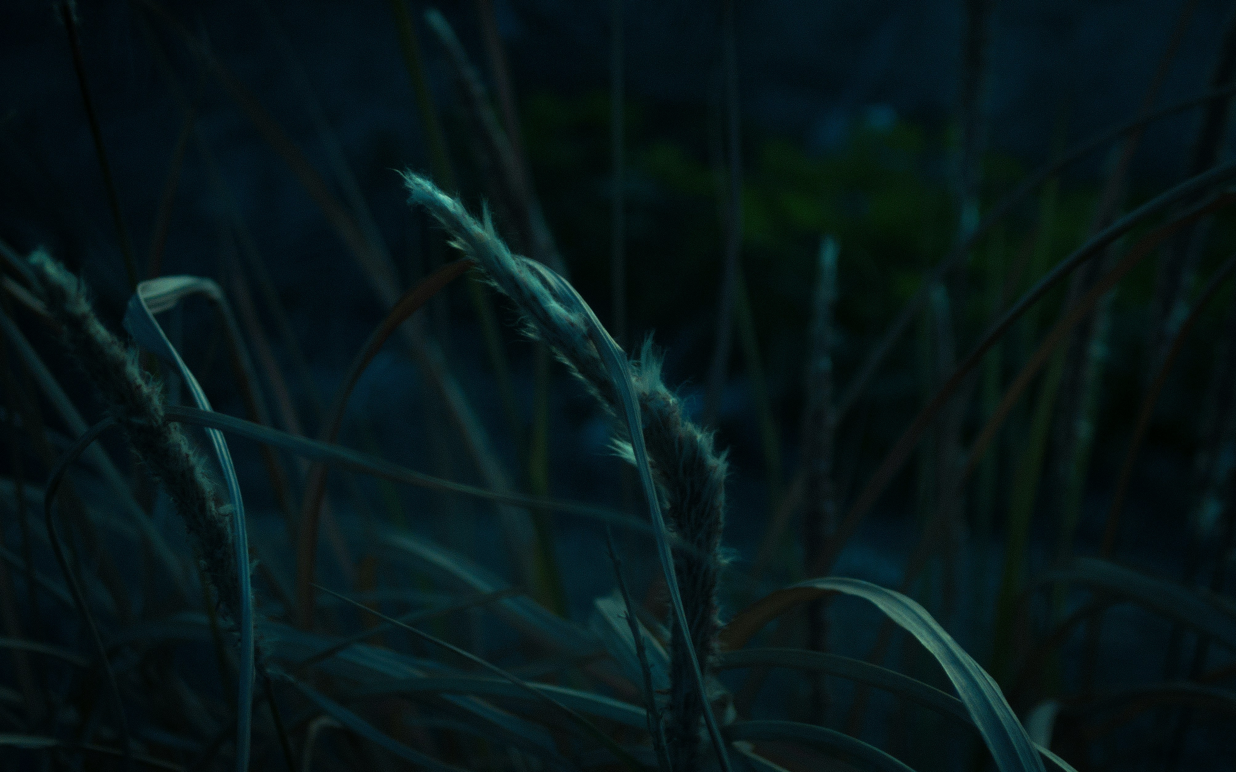 Dense, moonlit grasses in cool blue tones create a moody, atmospheric close-up scene. The focus emphasizes texture and depth in a natural, tranquil setting.