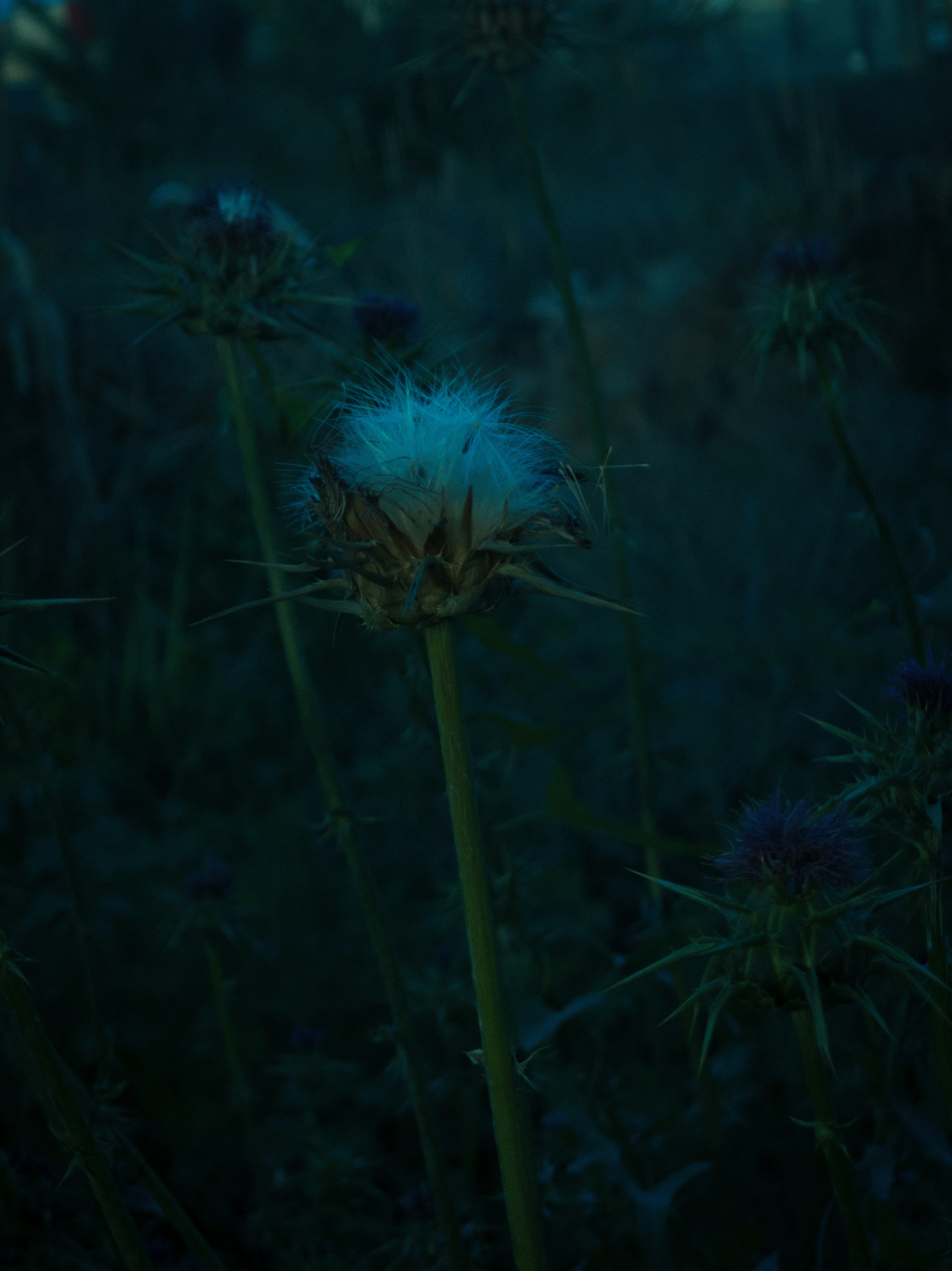 Midnight Bloom: A Single Seedhead in the Shadowed Field