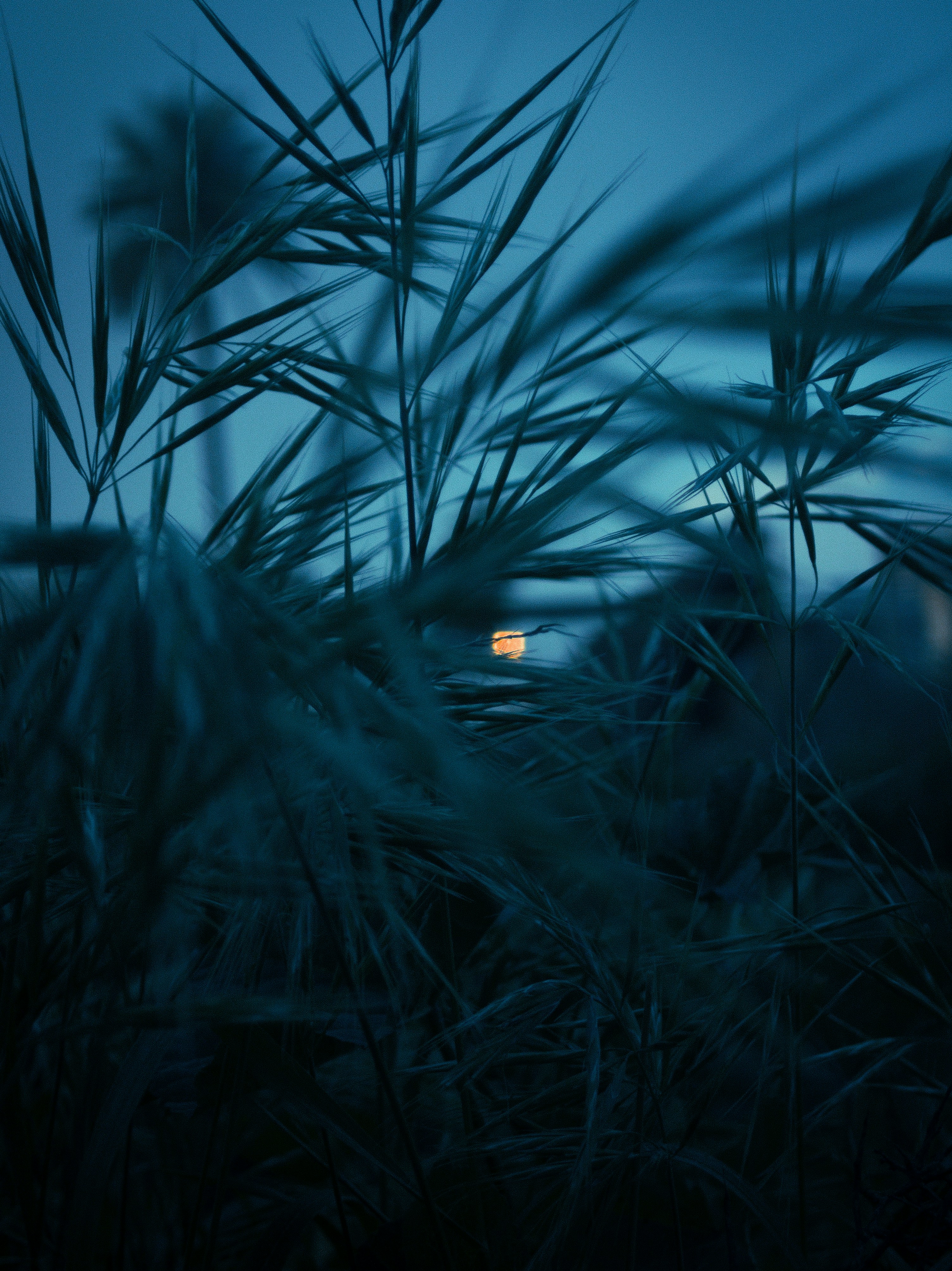 Dense blue-tinted grasses frame a distant warm light, creating a moody scene with a hint of distant life. A subtle glow peeks through, emphasizing depth and atmosphere.