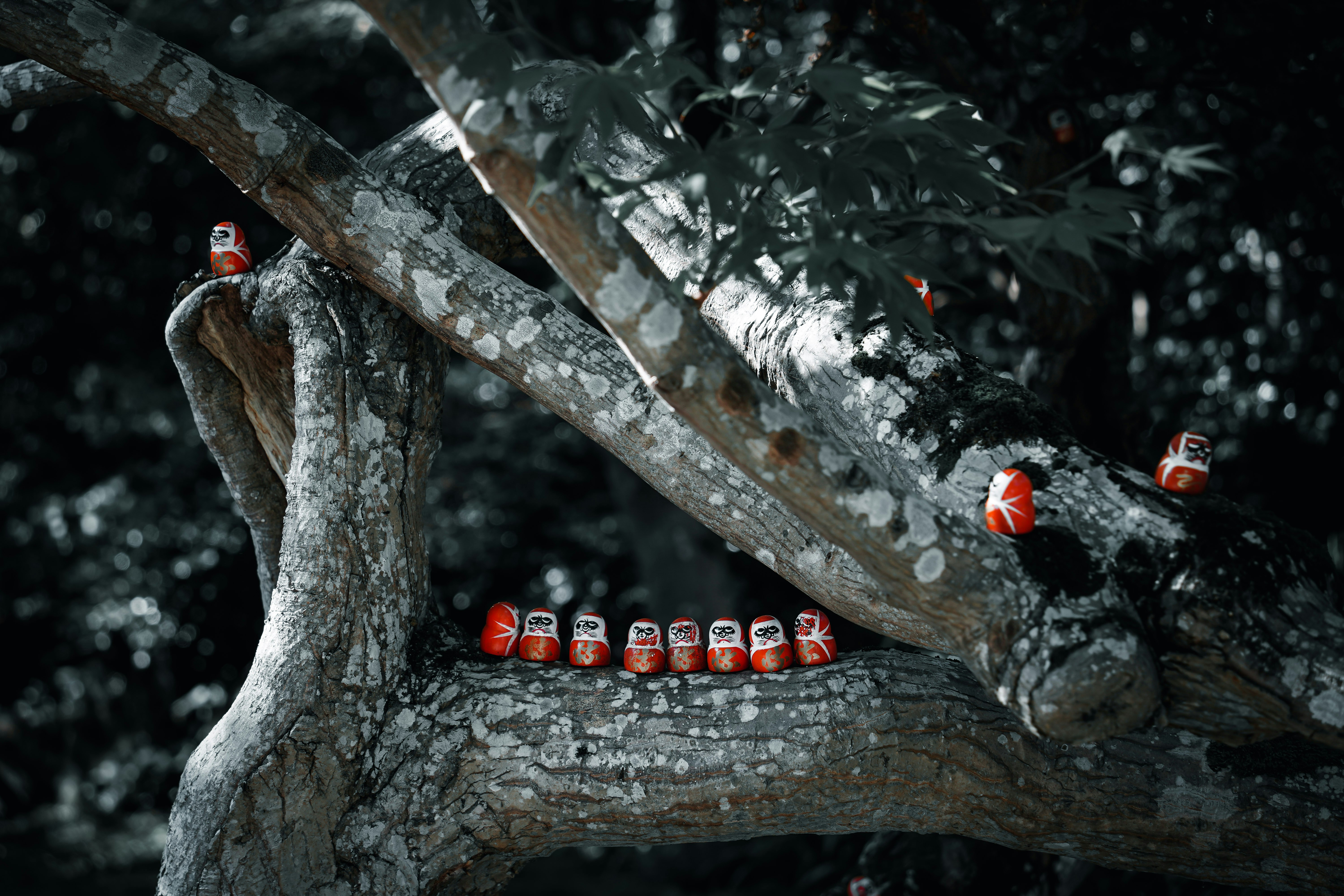 Red-Rowed Carvings on a Gnarled Branch