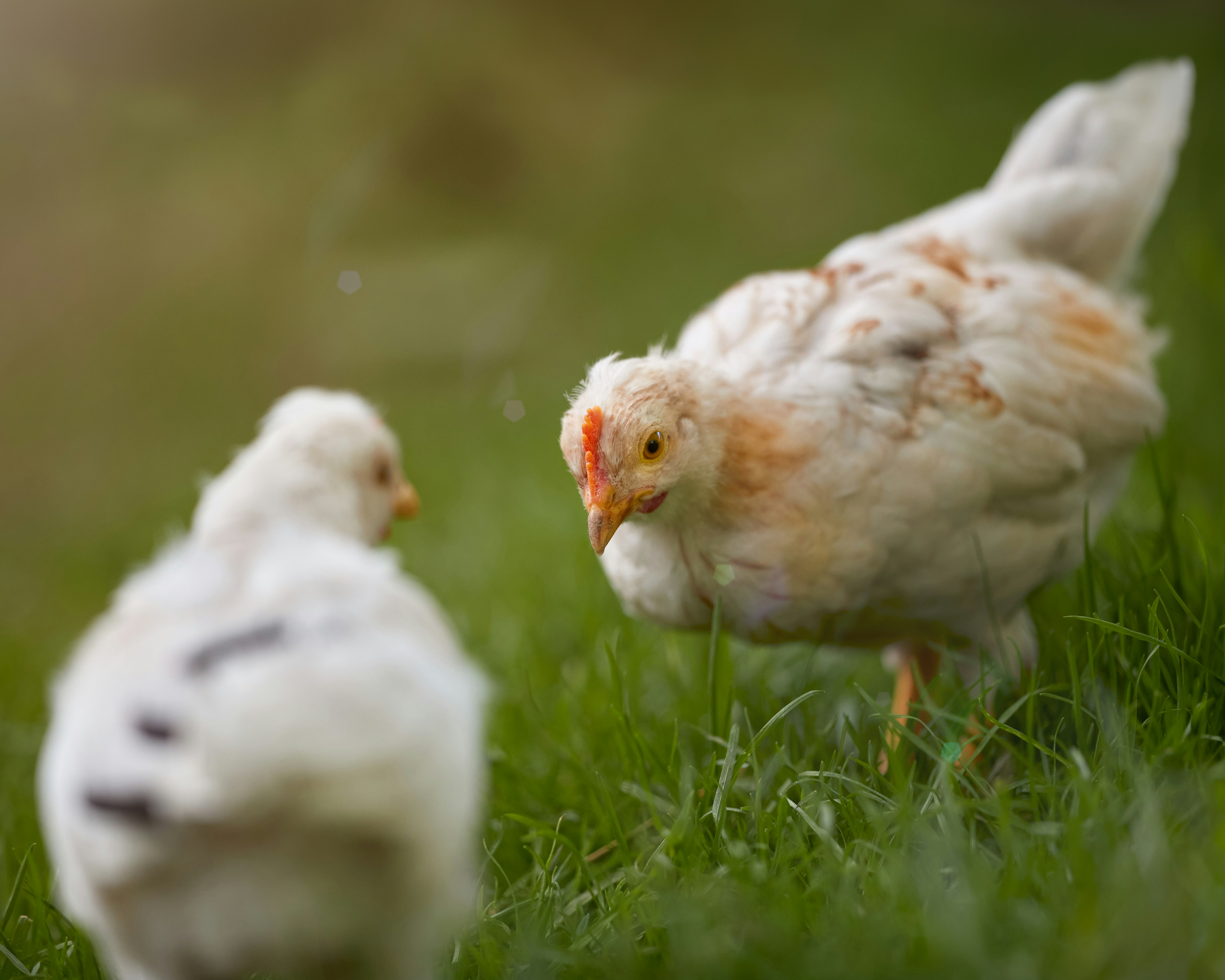 Close-quarters Stare: A Curious Hen Inches Toward the Lens