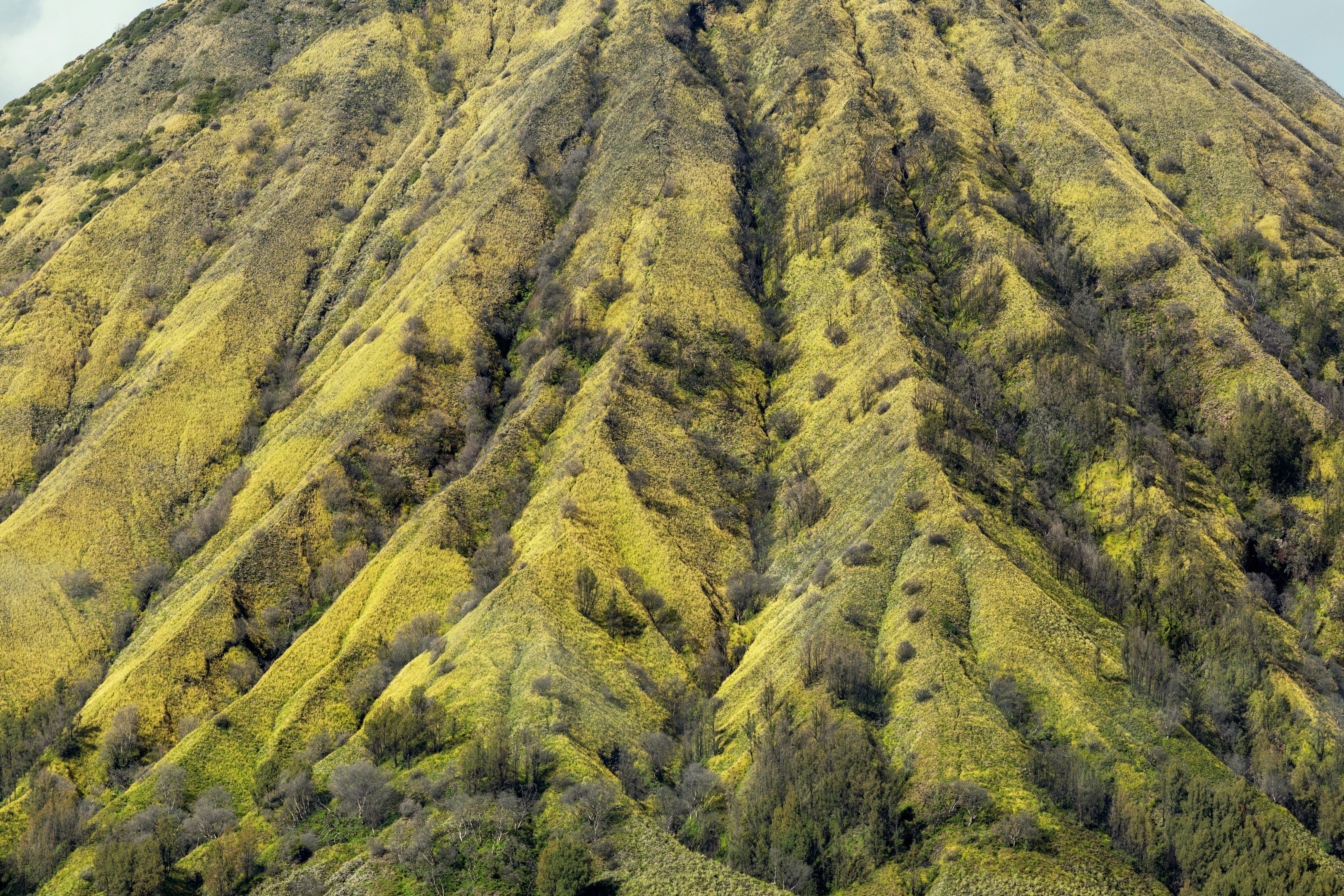 Ridges of Moss and Light in Terraced Slopes