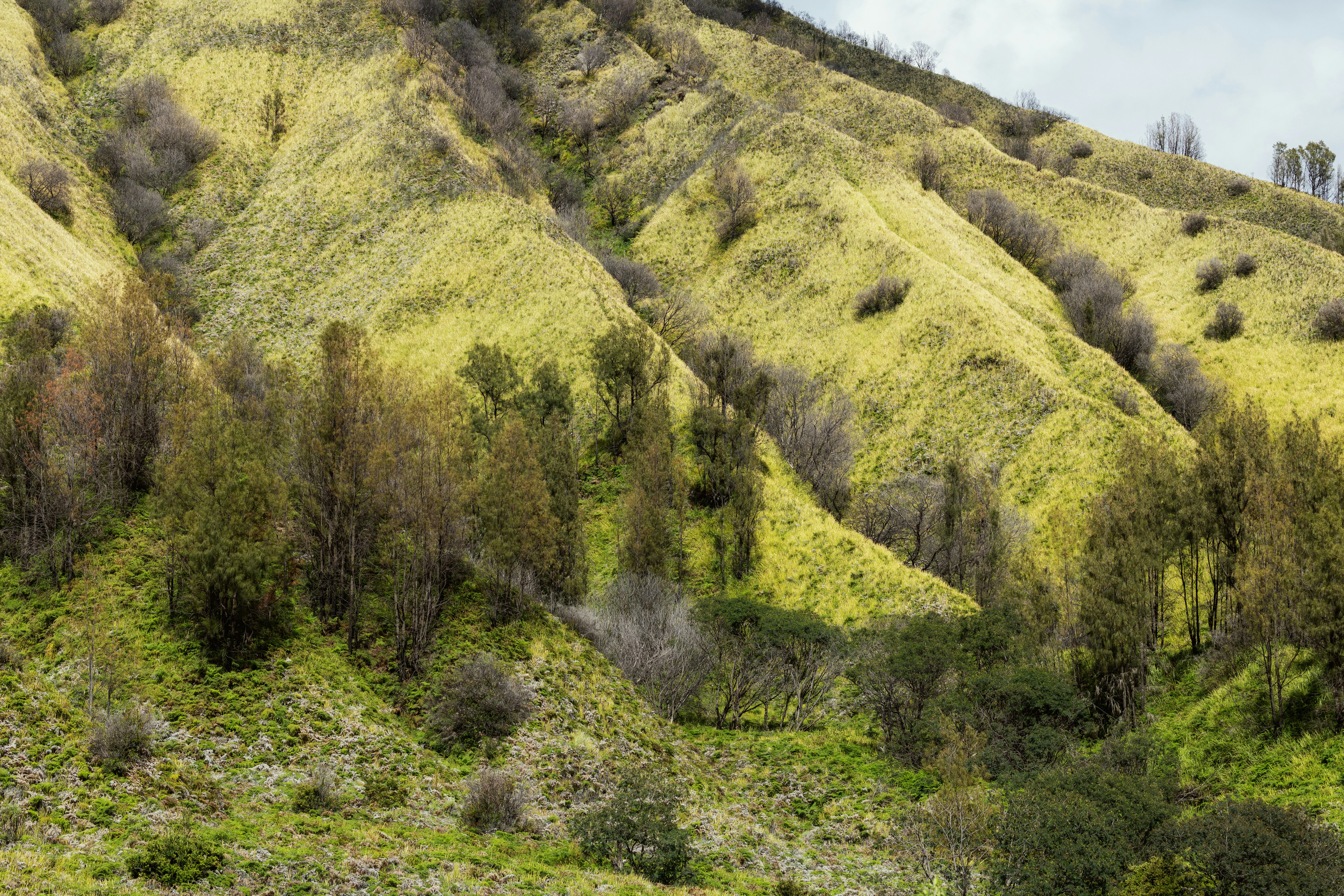 Verdant hillside with rolling, yellow-green slopes and scattered trees; a serene landscape emphasizing variation in texture and color. A natural scene, not a photo-realistic illustration.