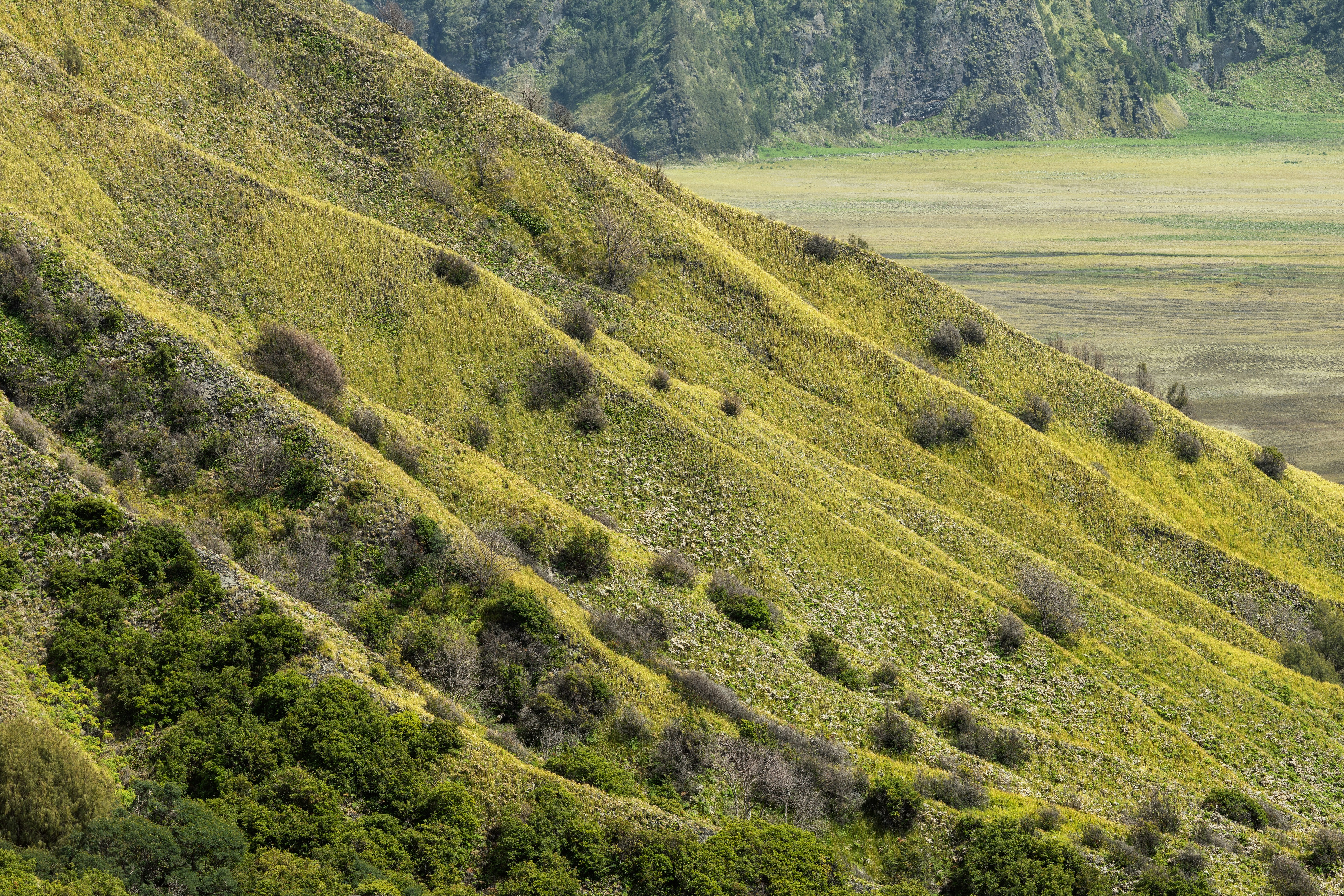 Rolling hillside covered in mossy grasses and sparse shrubs unfolds across a sunlit landscape; the image emphasizes texture, color variation, and the gradual transition from green slopes to distant fields.