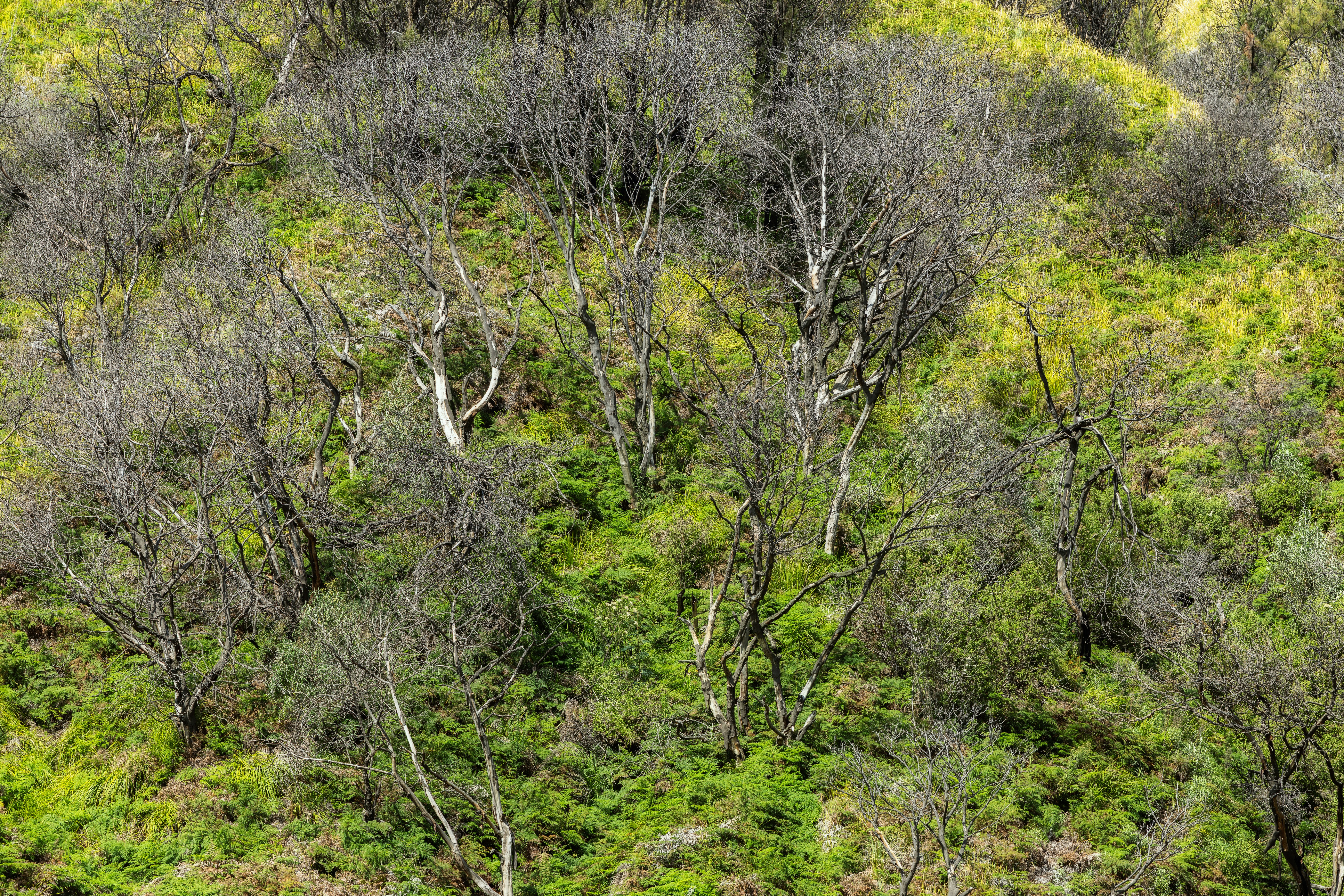 Dense, mossy forest canopy with interwoven bare-trunk stems and vibrant green undergrowth, captured from above to emphasize texture and variation in color.