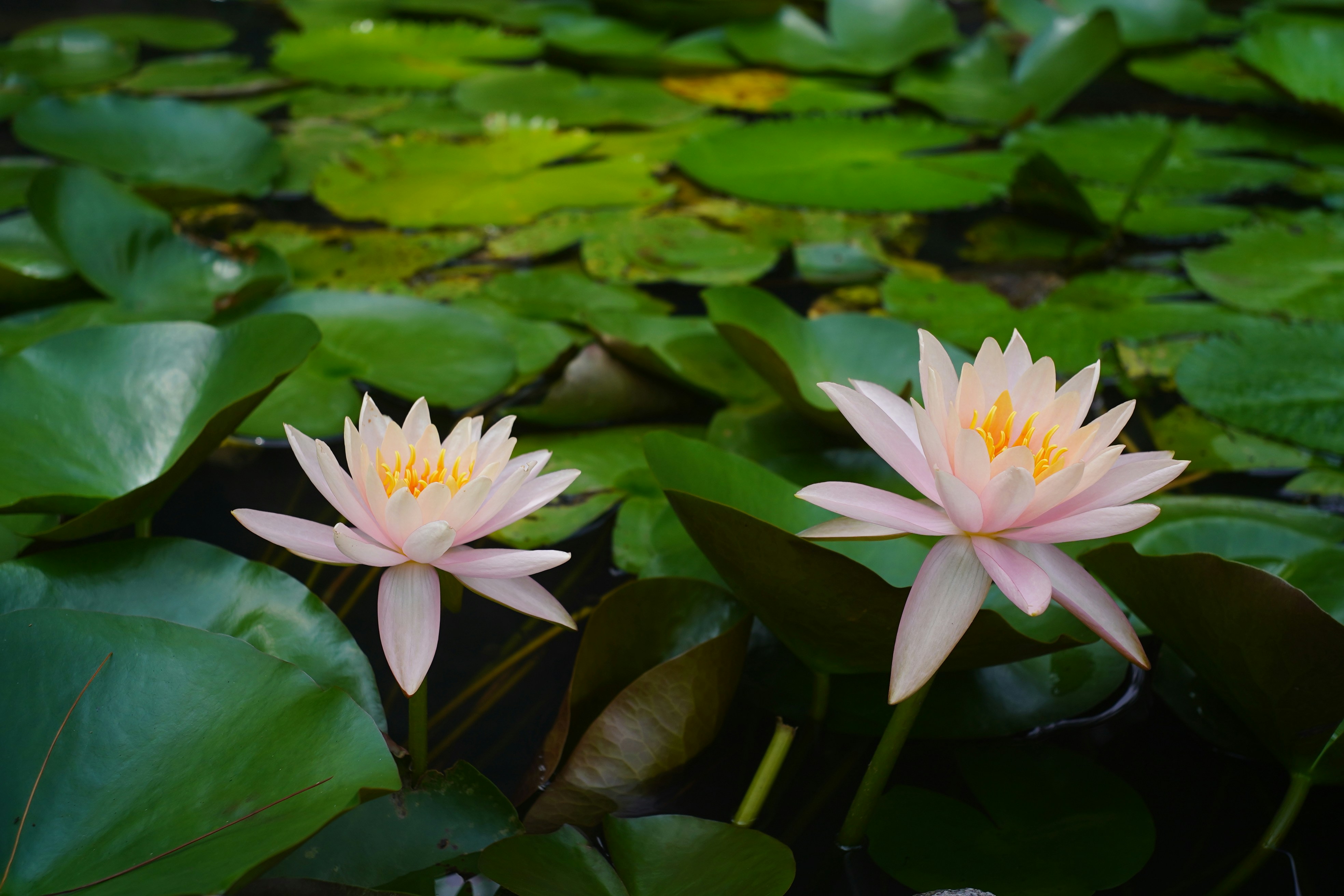 Twin Pink Lotus Blossoms among Floating Leaves