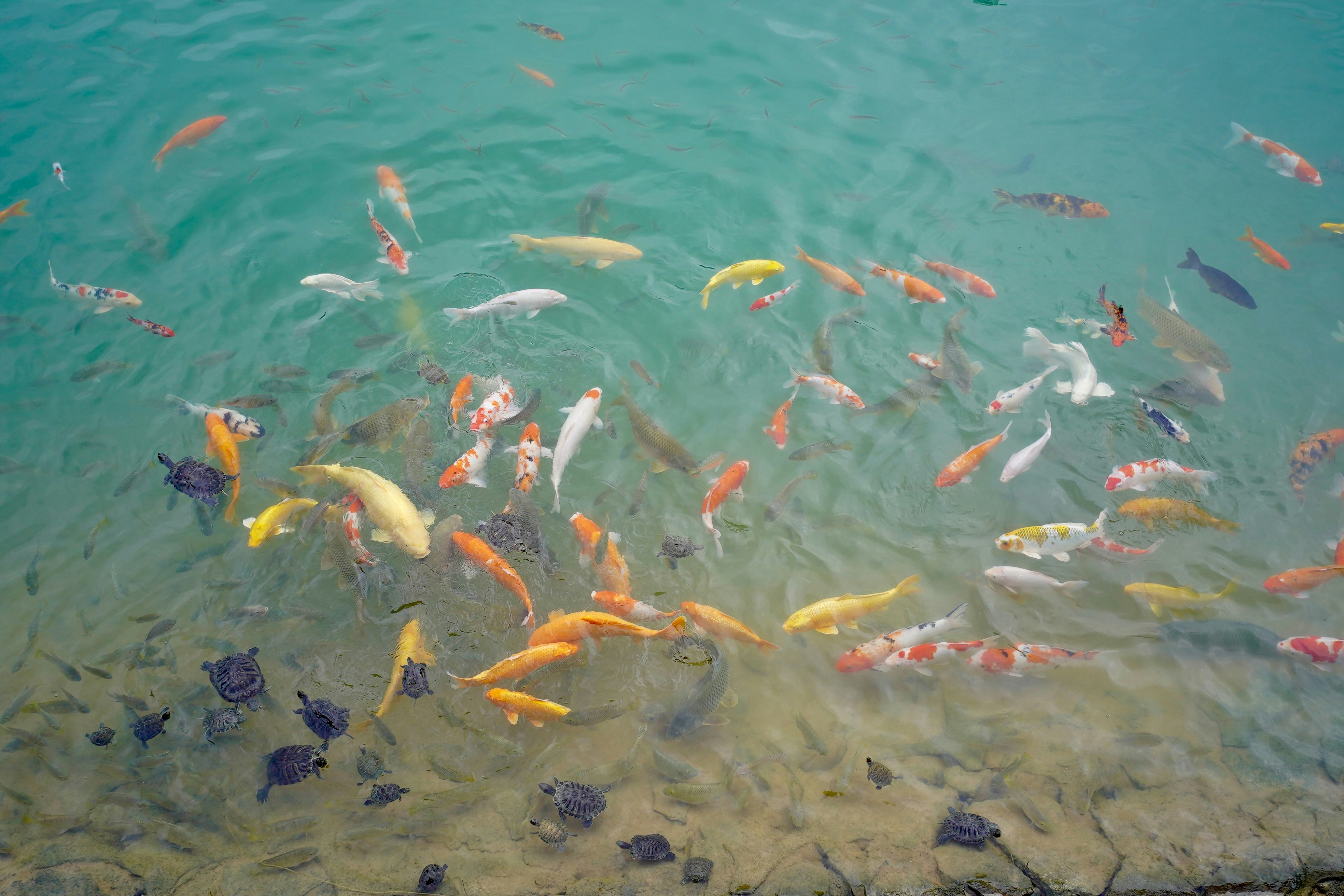 School of Koi Drift Over a Shallow, Turquoise Corridor
