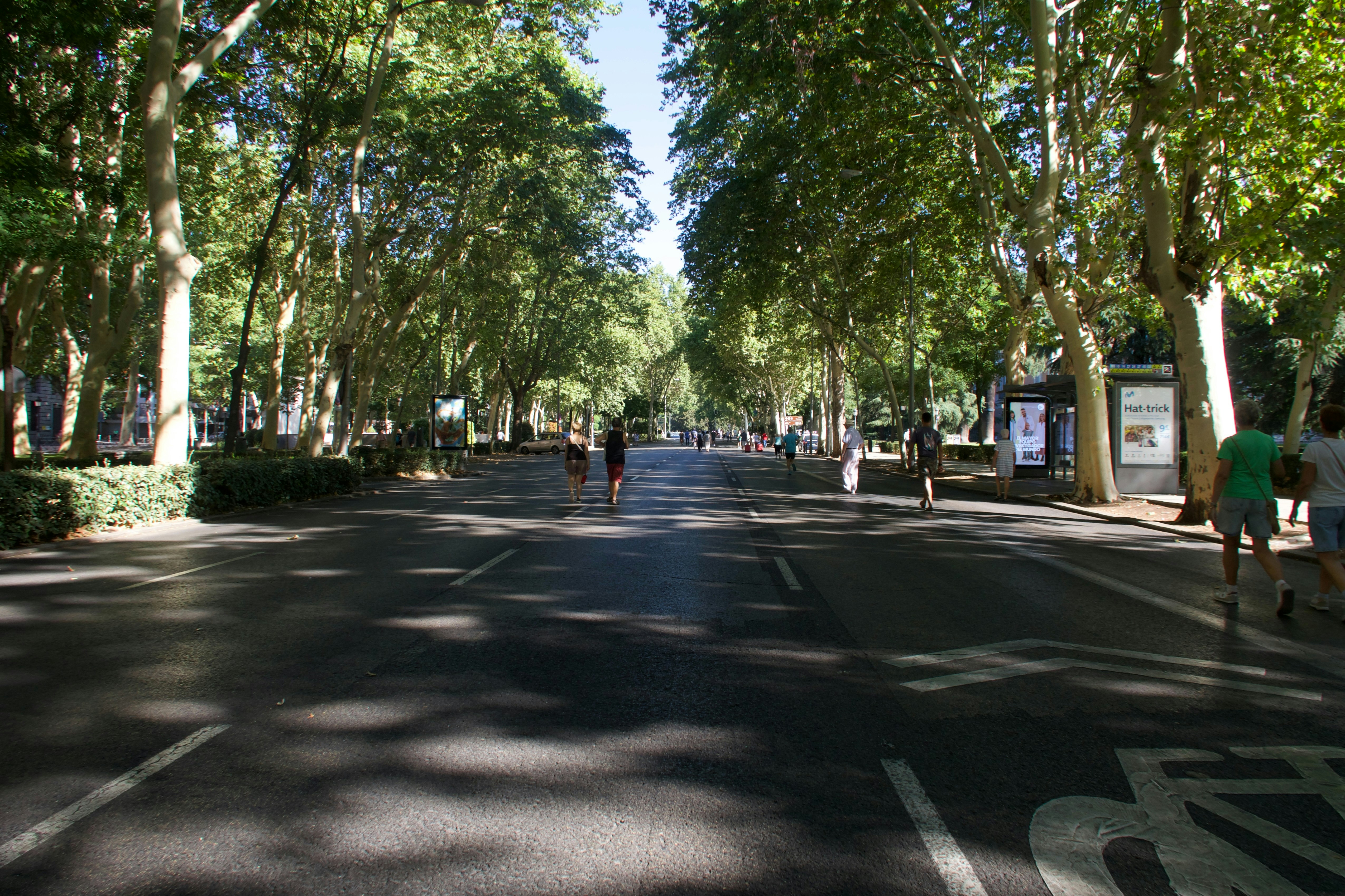 Tree-Canopied Avenue with Distant Pedestrians