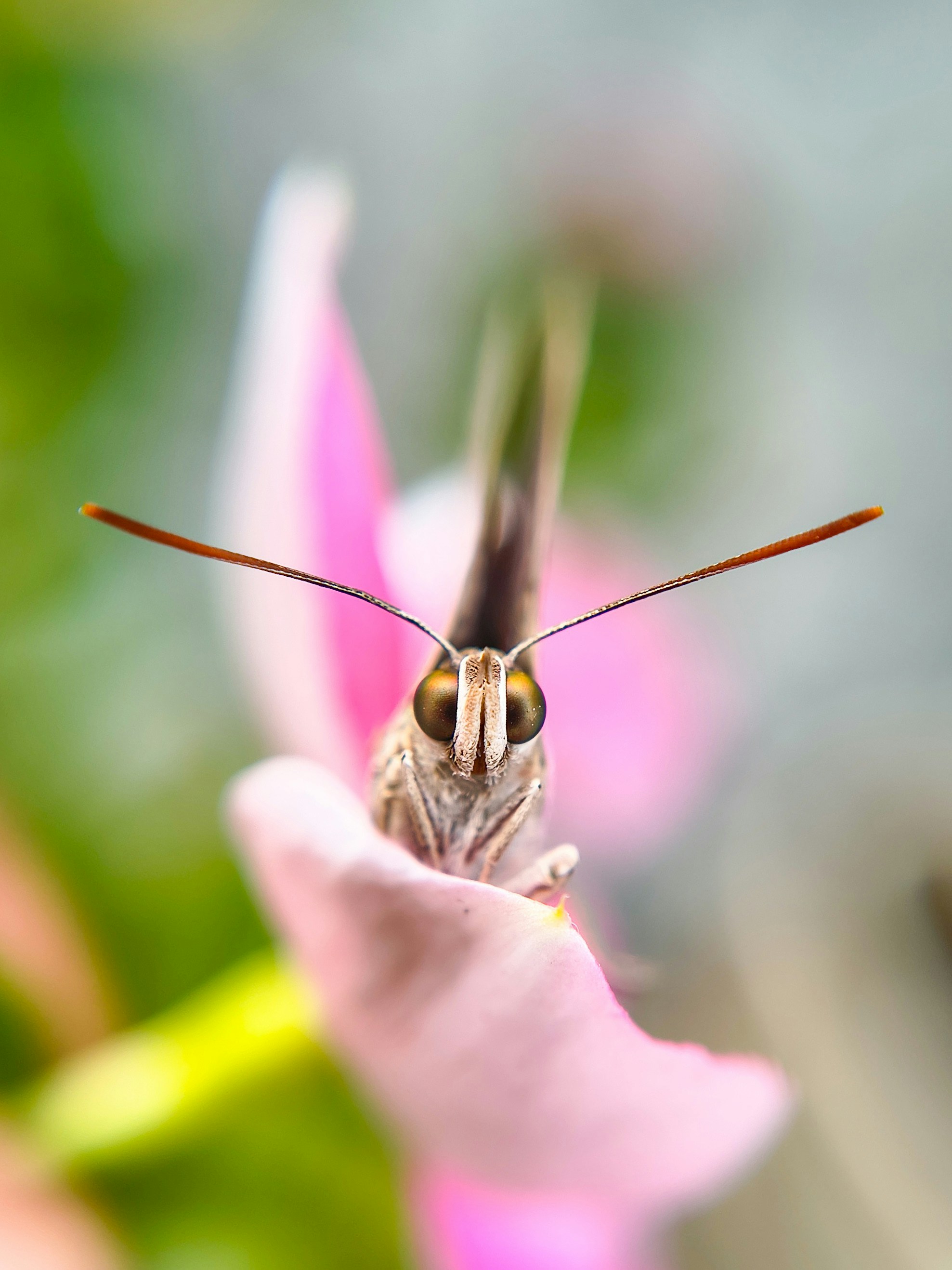 Front-and-Center: a butterfly's gaze through a blurred bloom