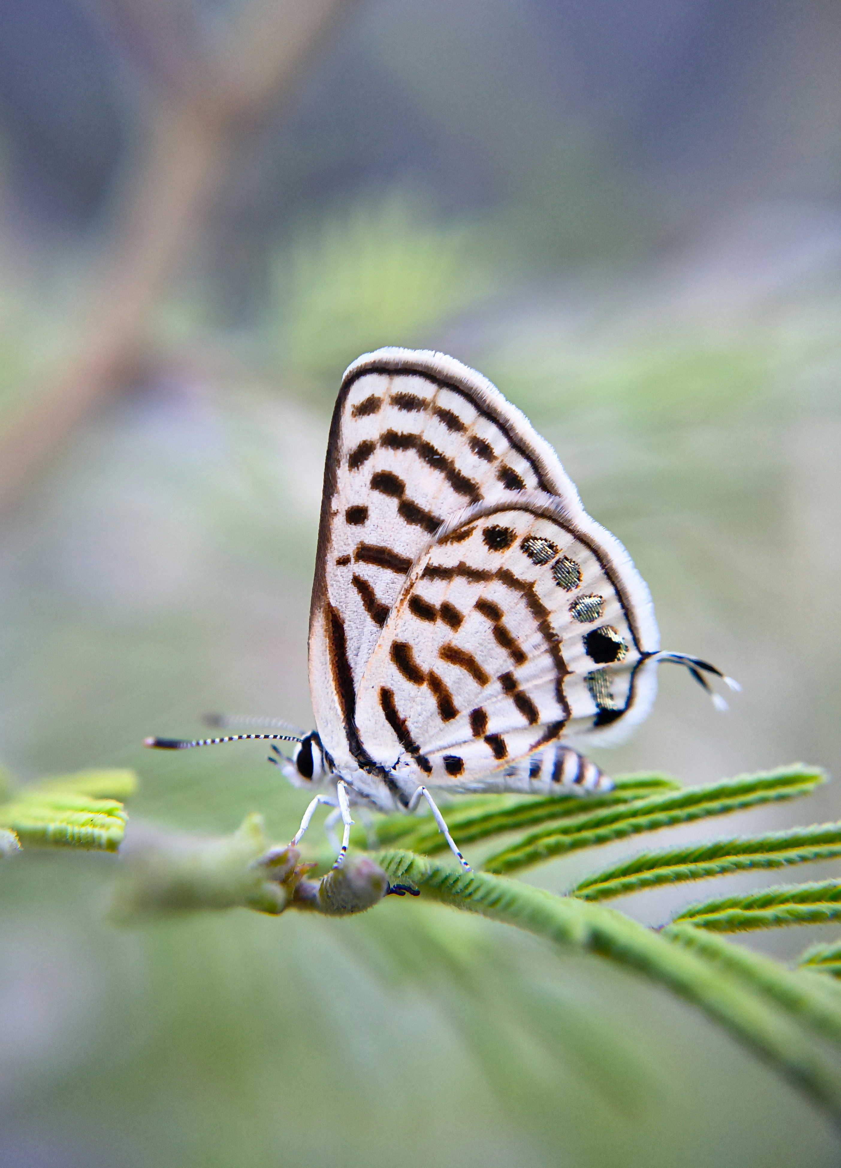 Whispering Stripes: A butterfly in quiet focus