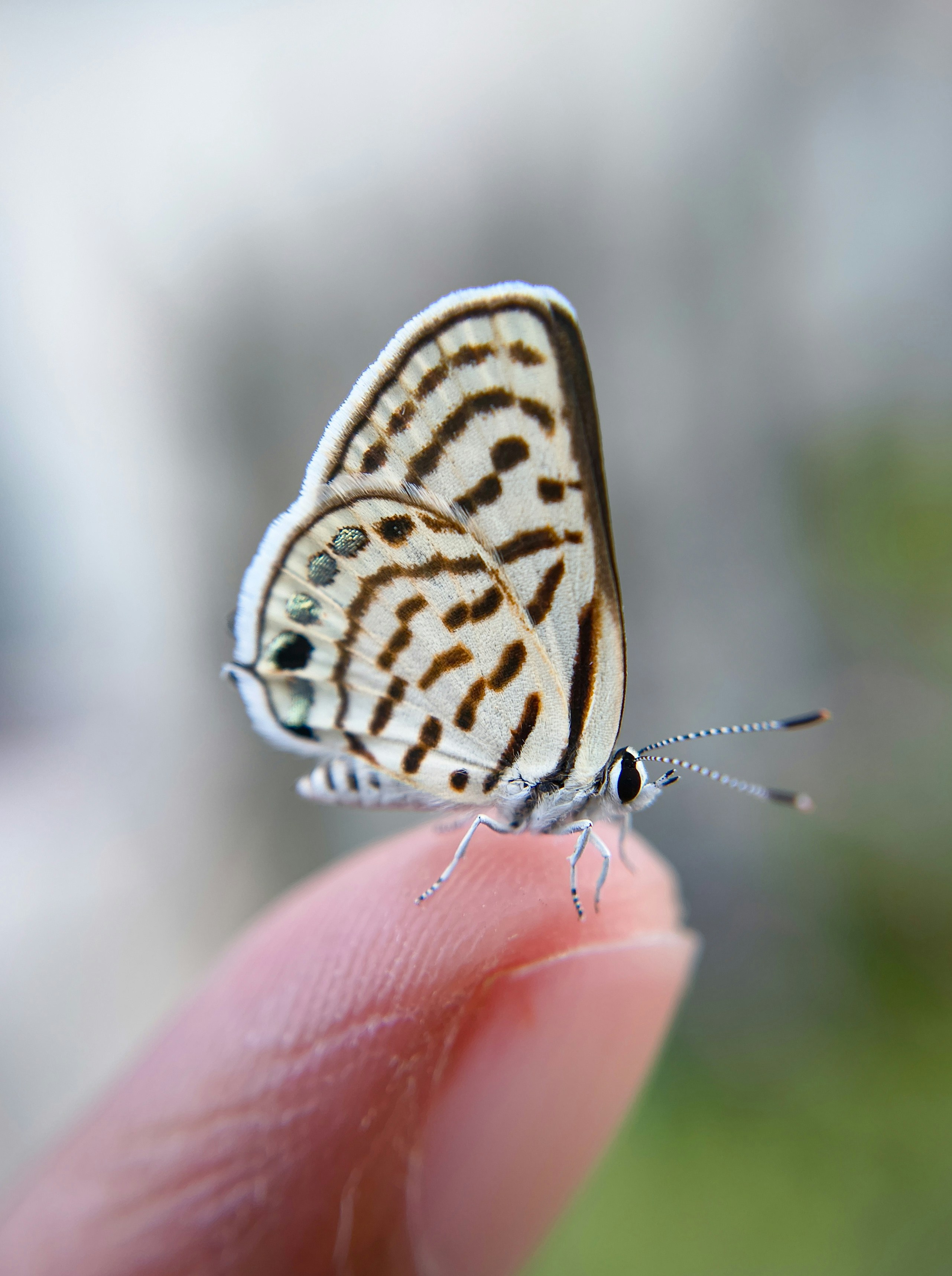 Delicate Monarch of the Finger: a tiny butterfly on a fingertip
