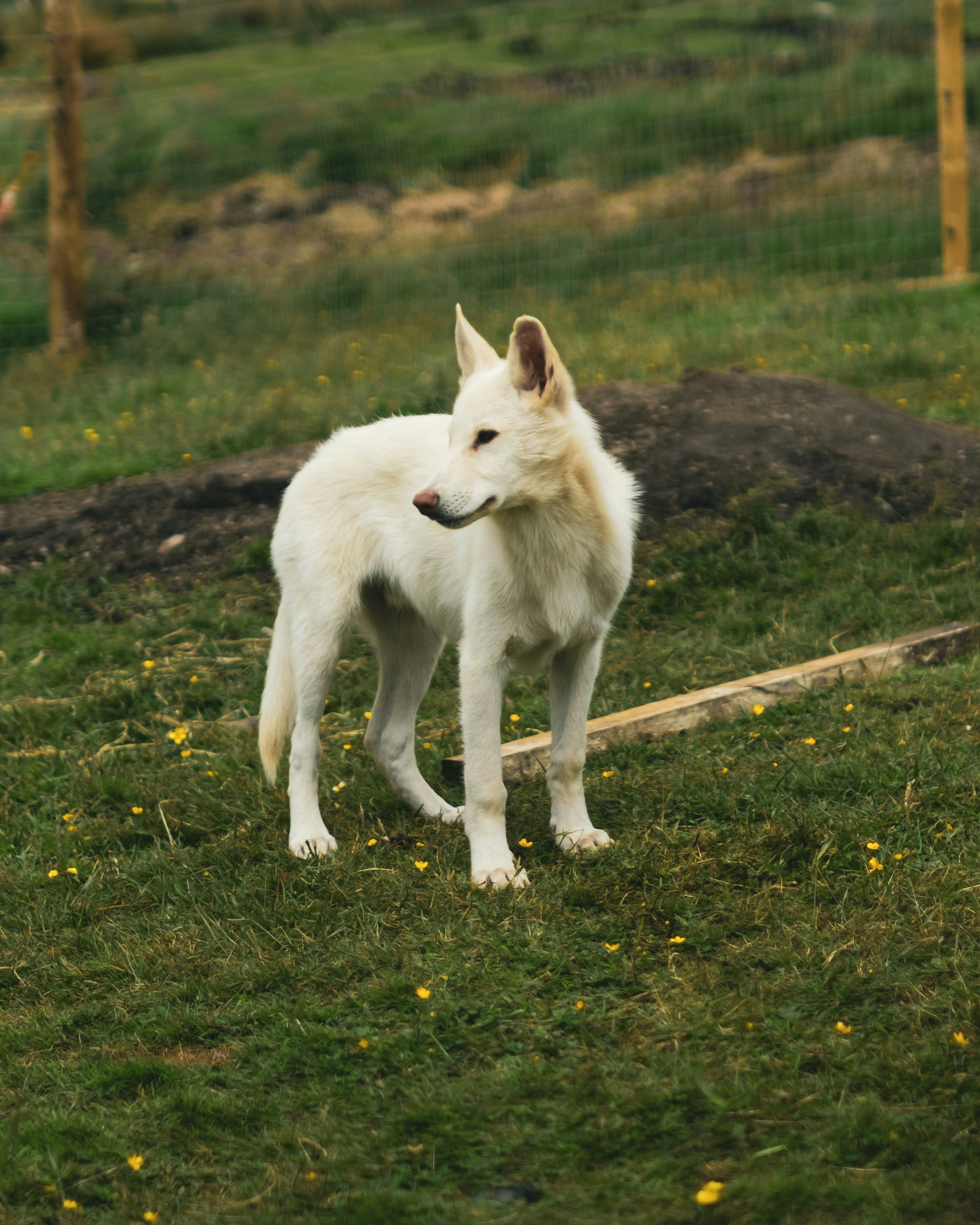 White Shepherd in a Meadow: A Quiet Watcher by the Fence