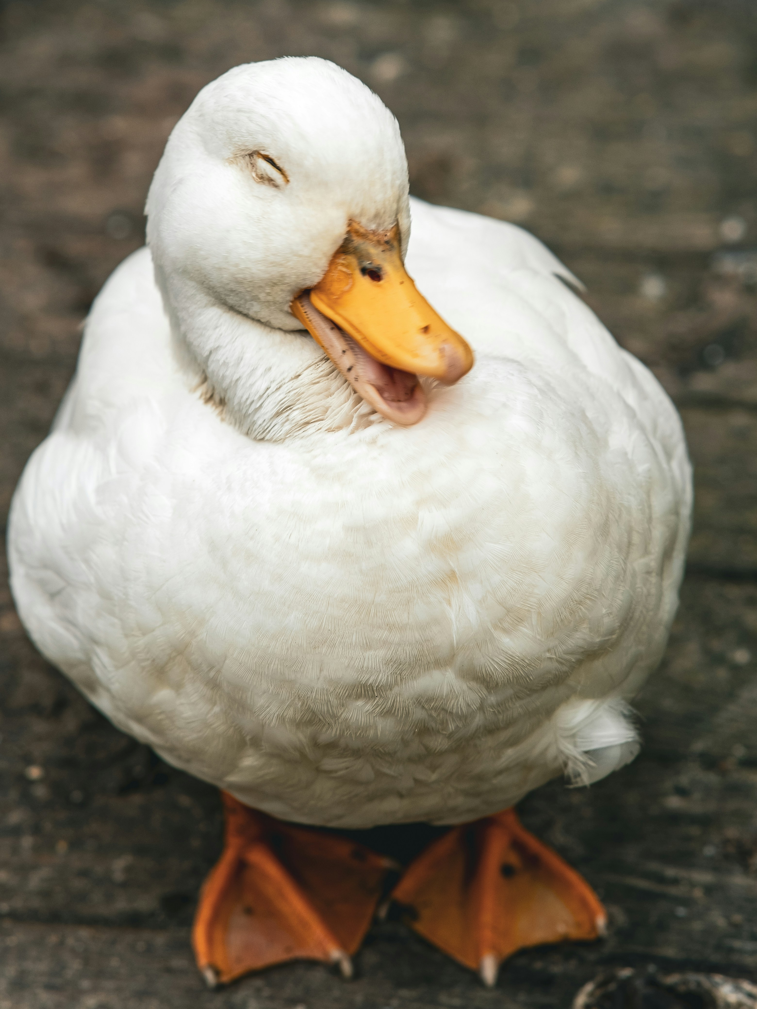 Sleepy White Duck on Wooden Stage