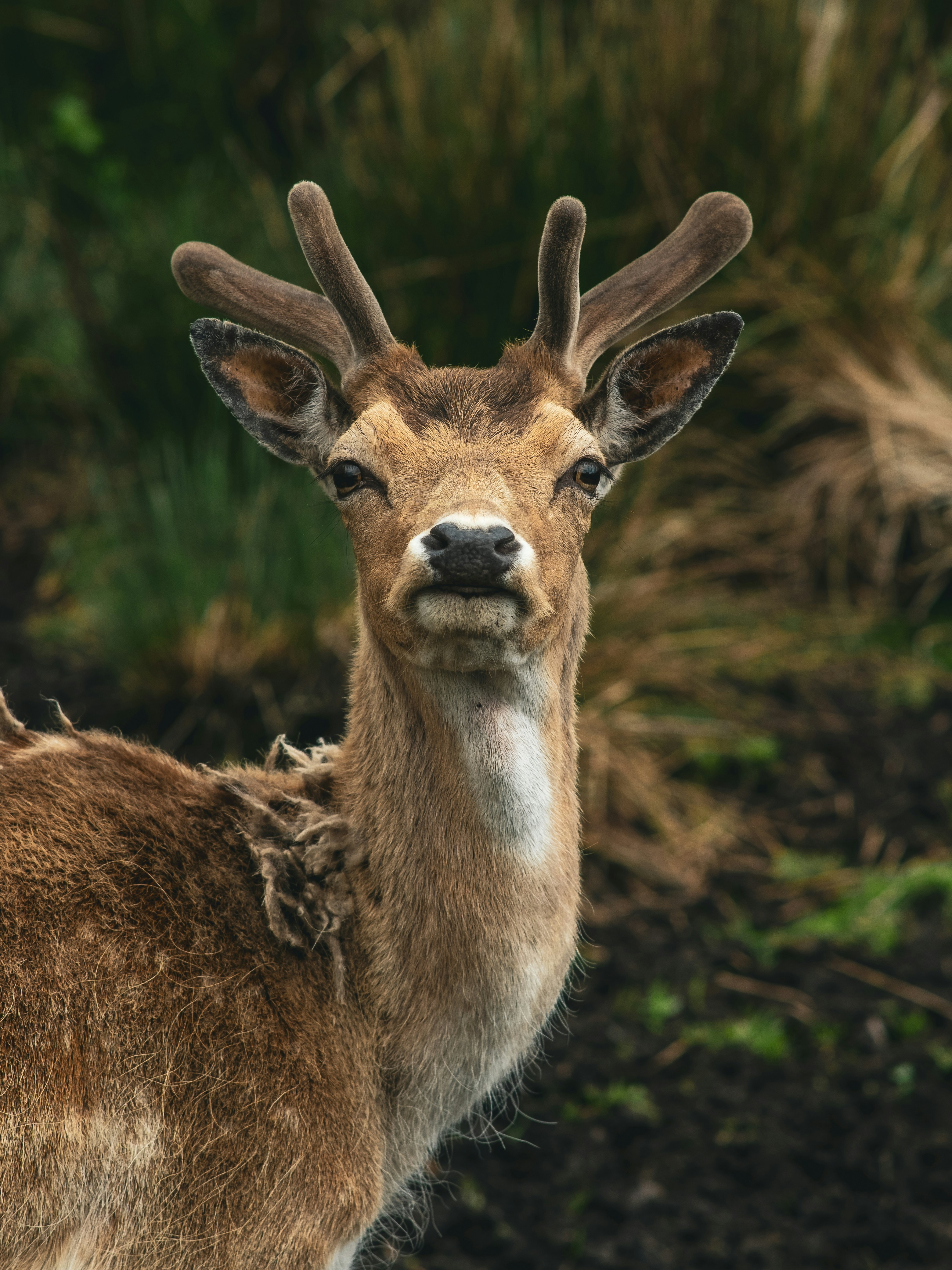 Antlered Sentinel: A Deer Portrait Brimming with Quiet Presence