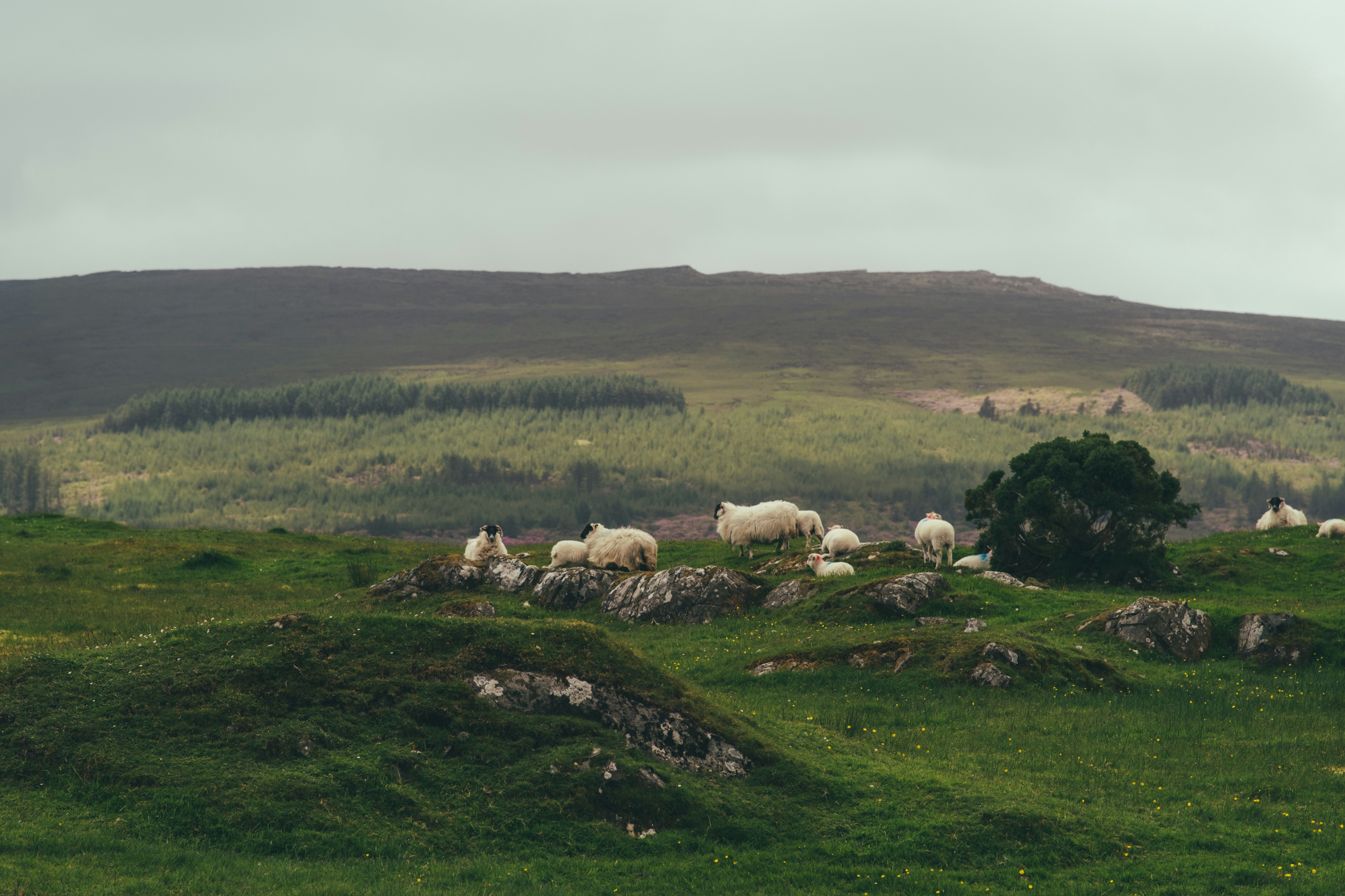 Sheep grazing on green hills under a cloudy sky.