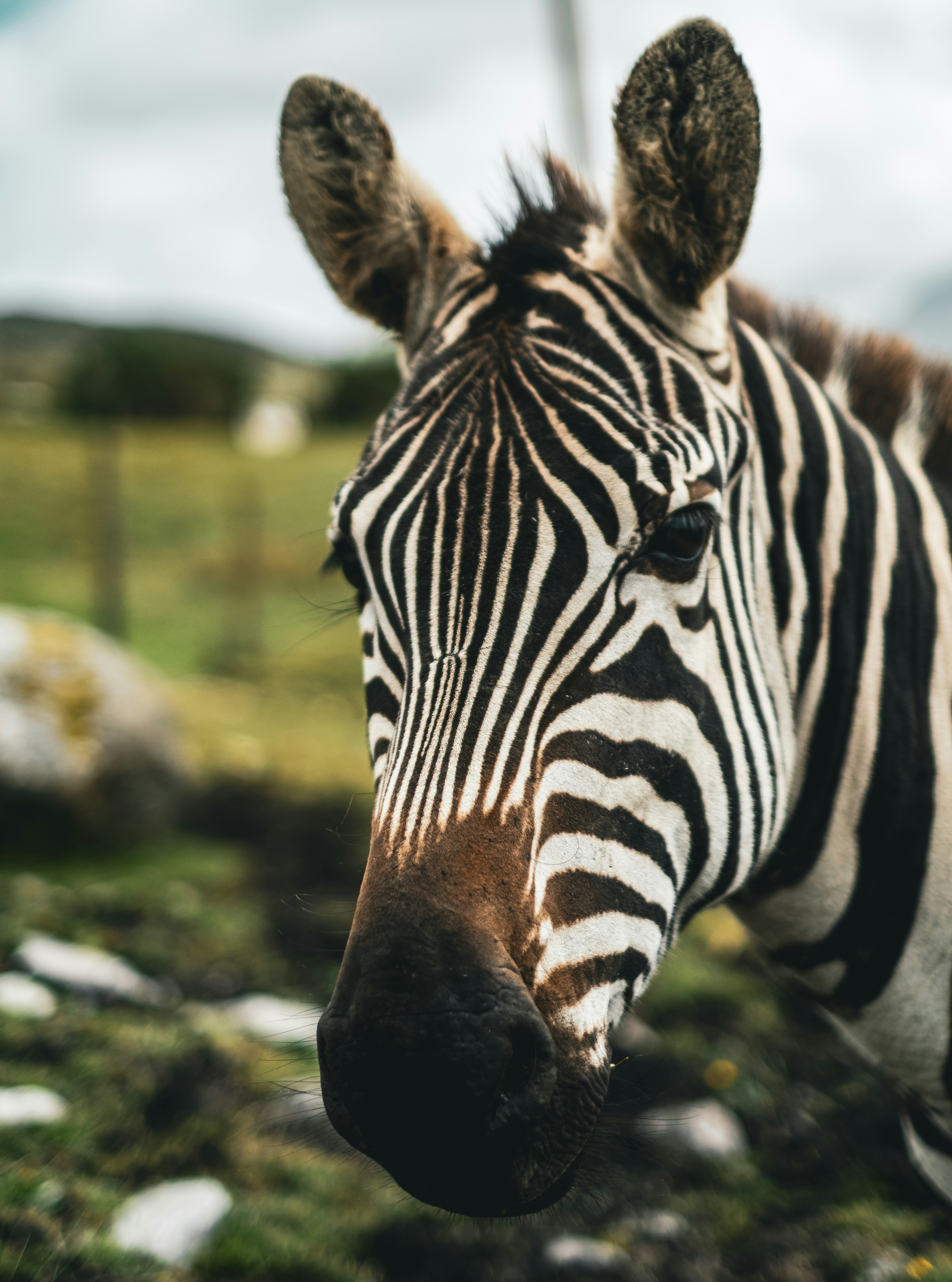Zebra Portrait: Stripes in Focus with a Gentle Foreground Blur