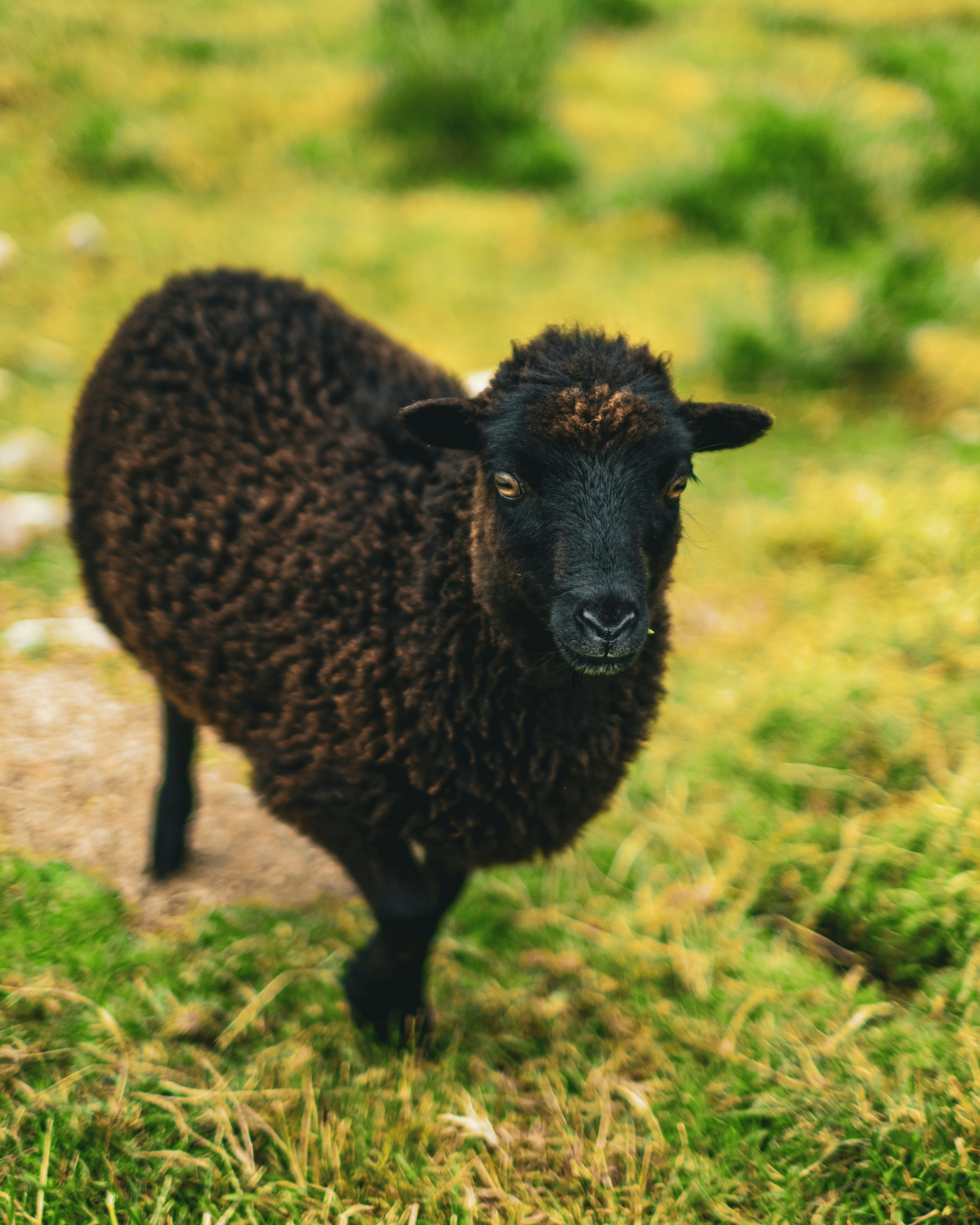 Curious Black Lamb Steps into the Sunlit Meadow
