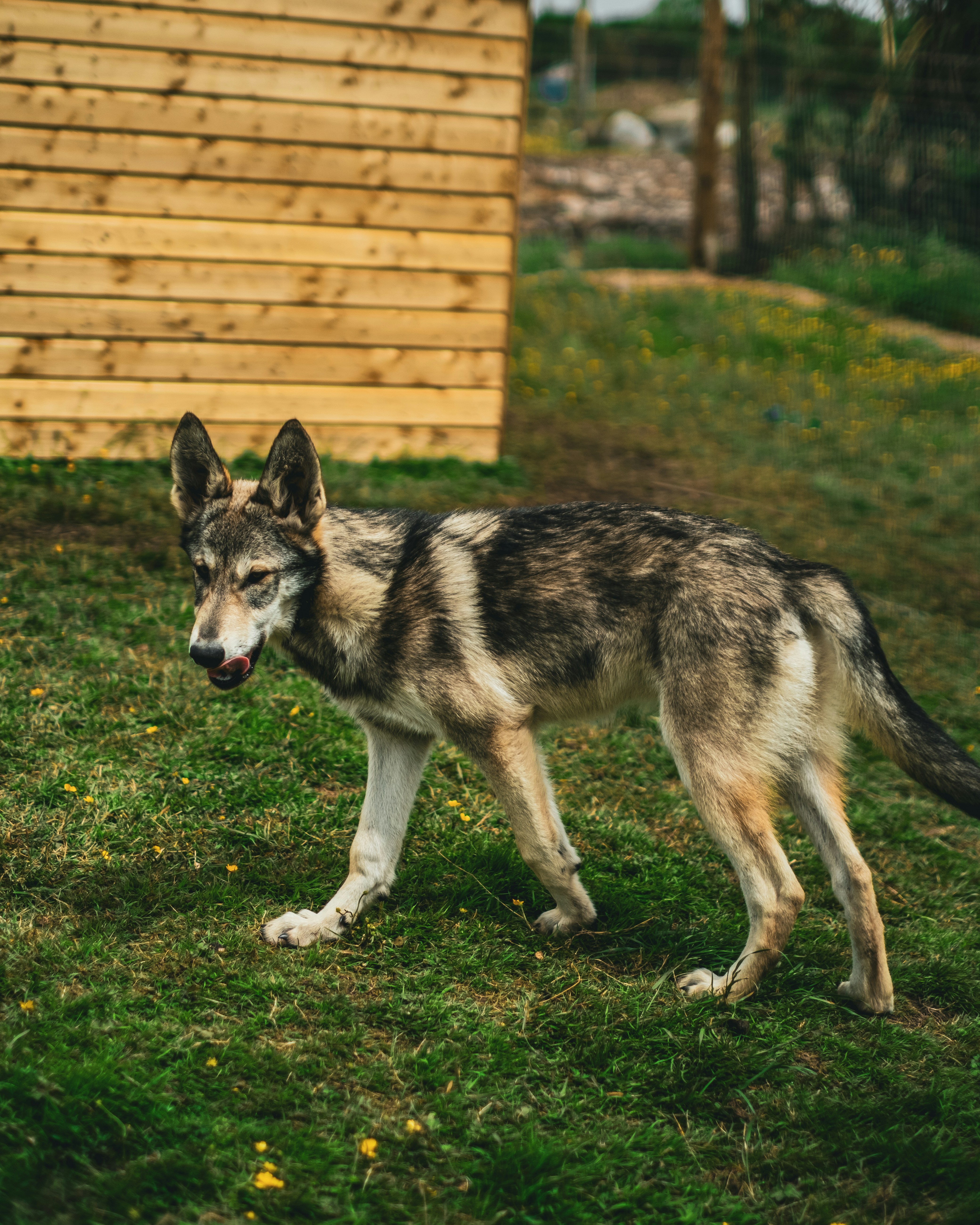 Lone Gait: A Wary Wanderer Across the Yard