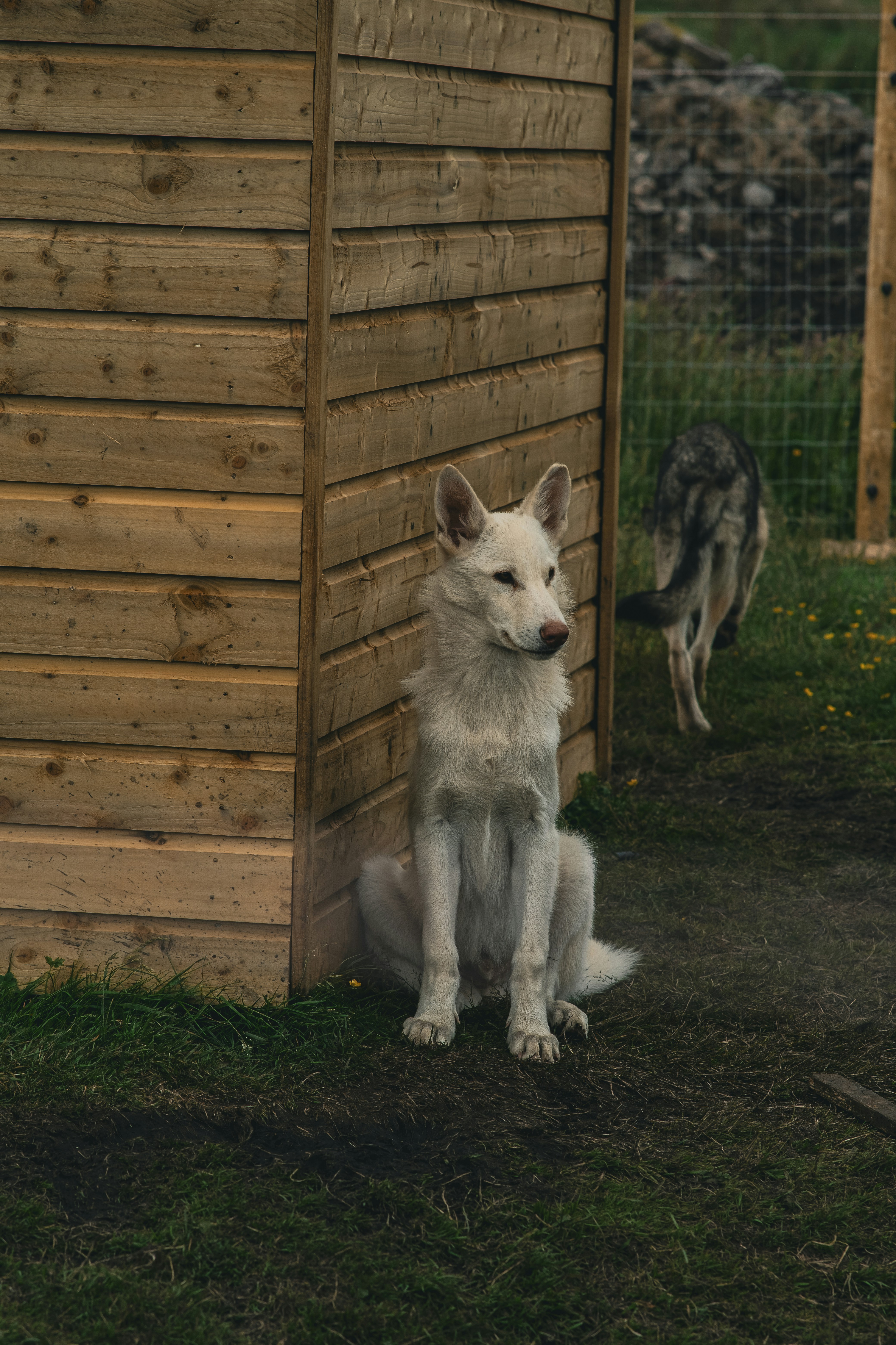 White Guardian by the Wooden Wall