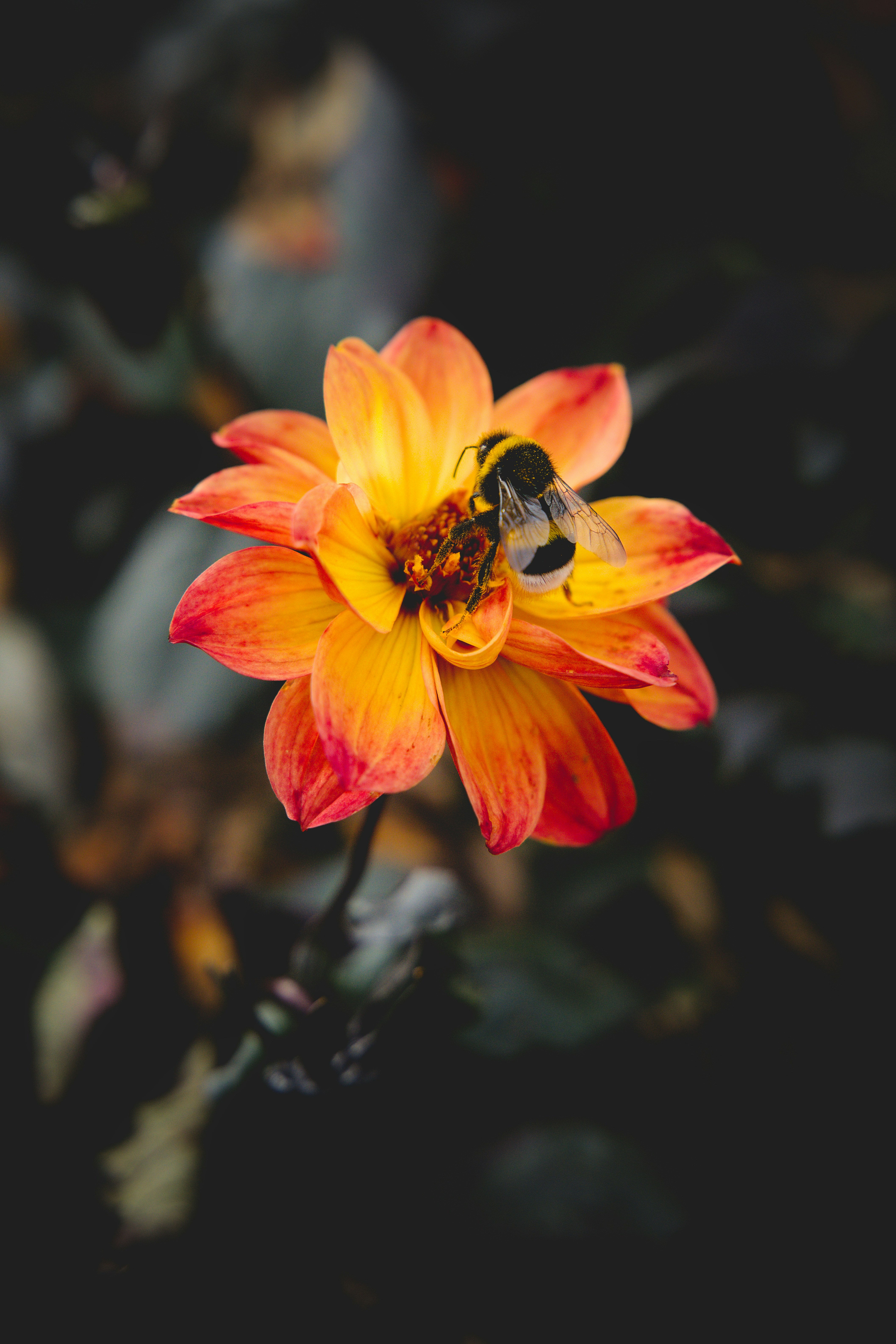 Sunlit Flame: A Bee Tends to a Scarlet- edged Dahlia