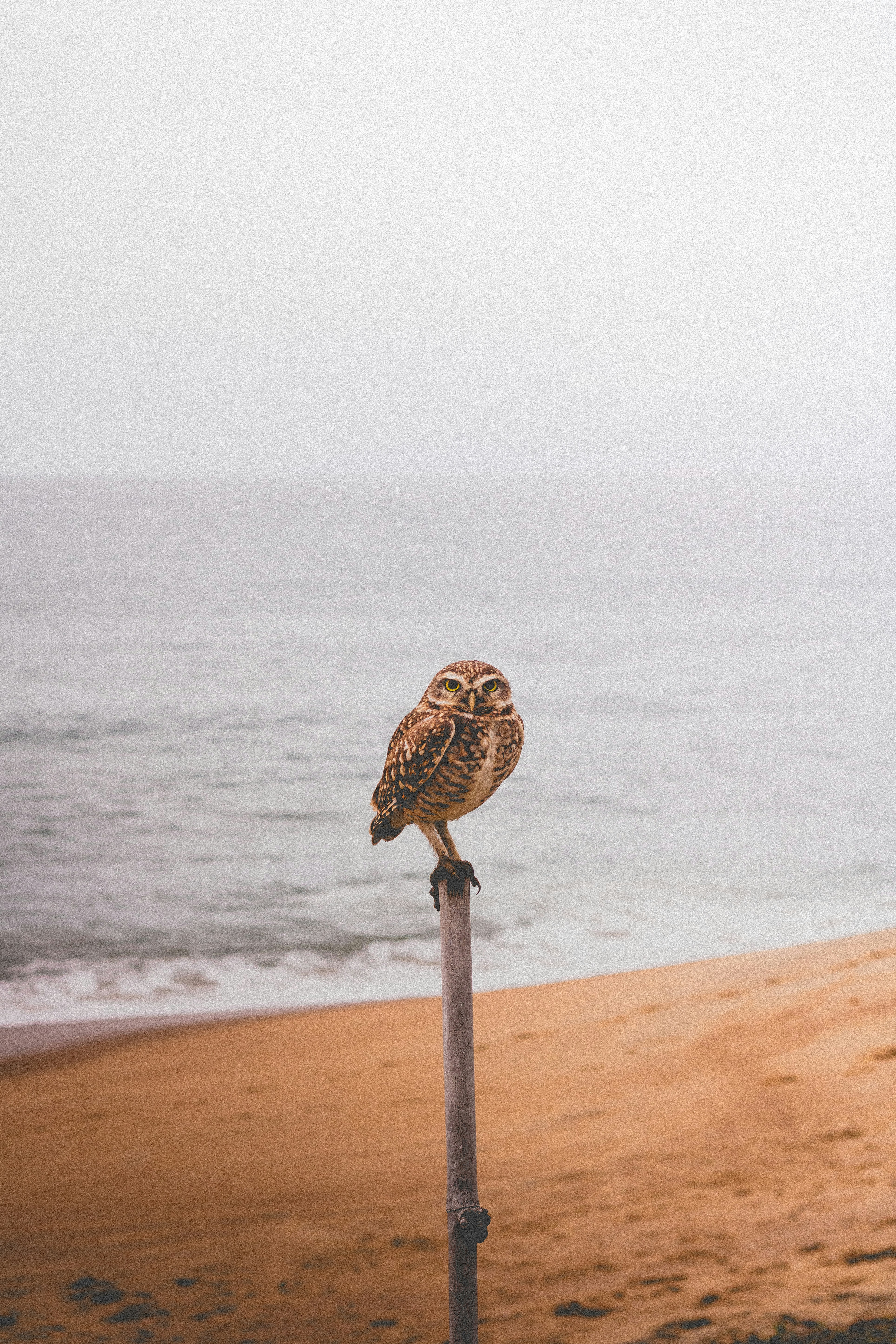 burrowing owl perched on a metal pole by the ocean, with a misty beach, soft waves, cloudy sky, and a cinematic grainy atmosphere. A quiet wildlife moment captured on the coast.