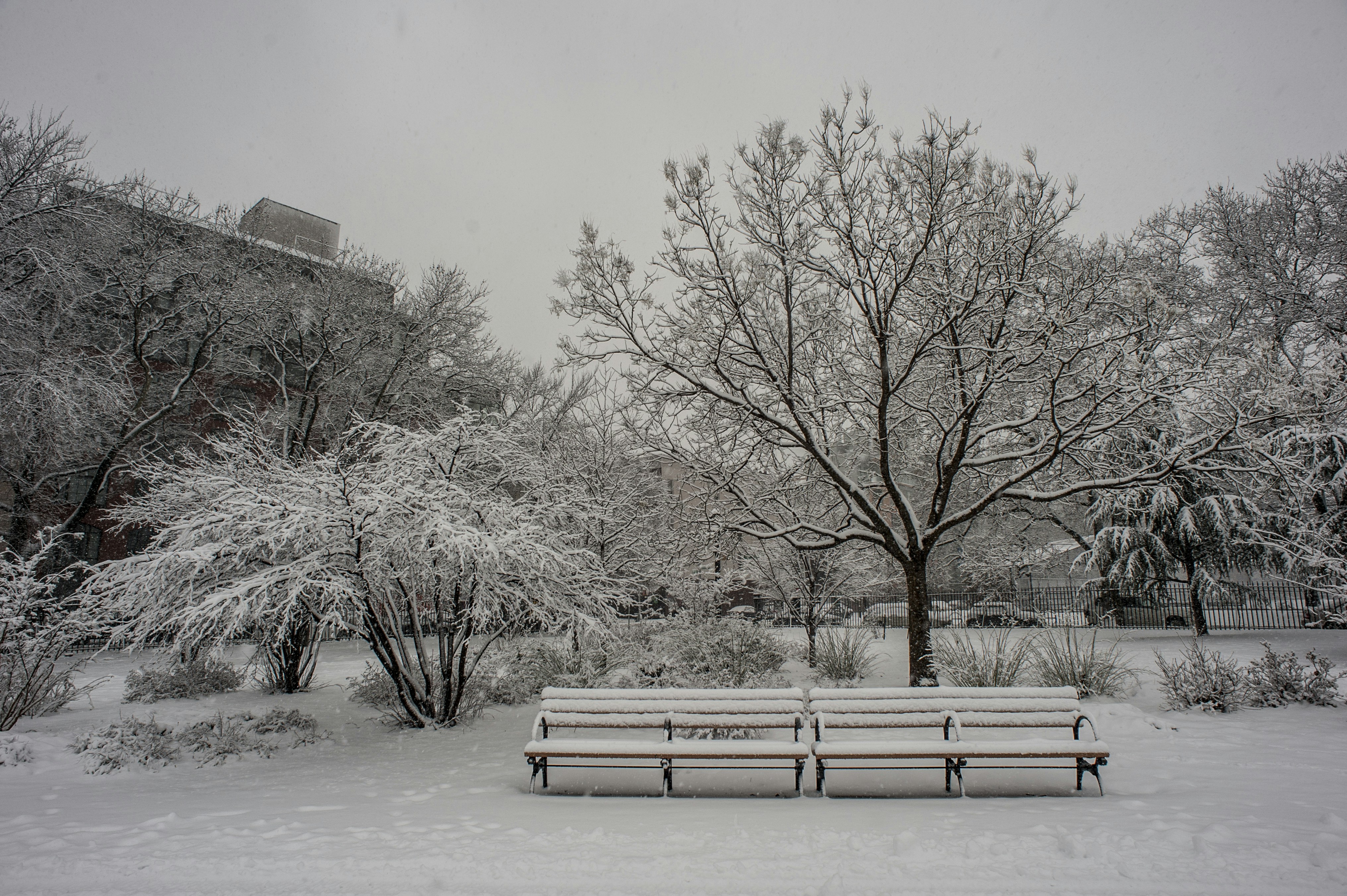 Winter Quiet: Snow-Covered Park Bench Beneath a Bare Tree