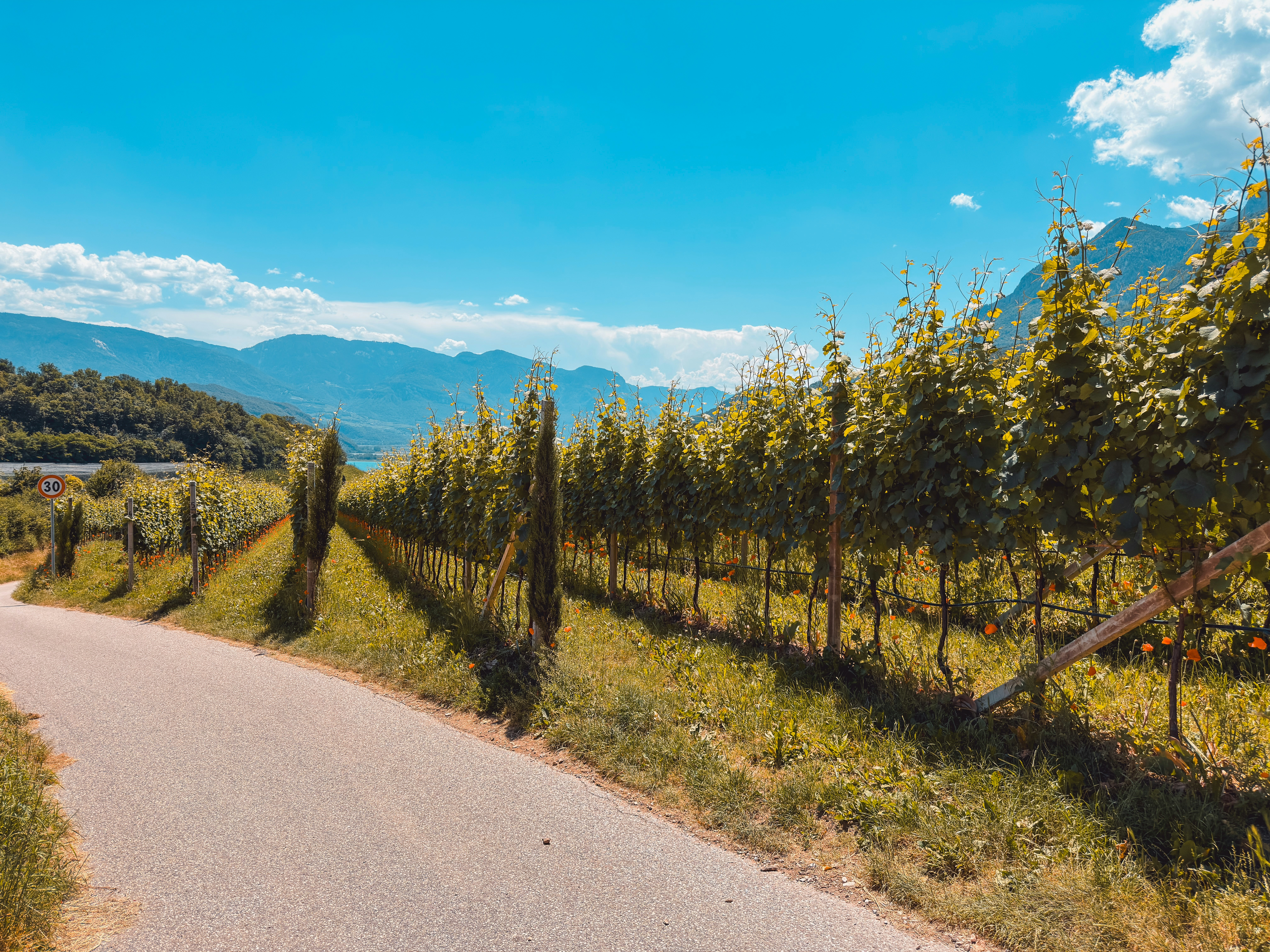 Vineyard Pathway under a Serene Sky