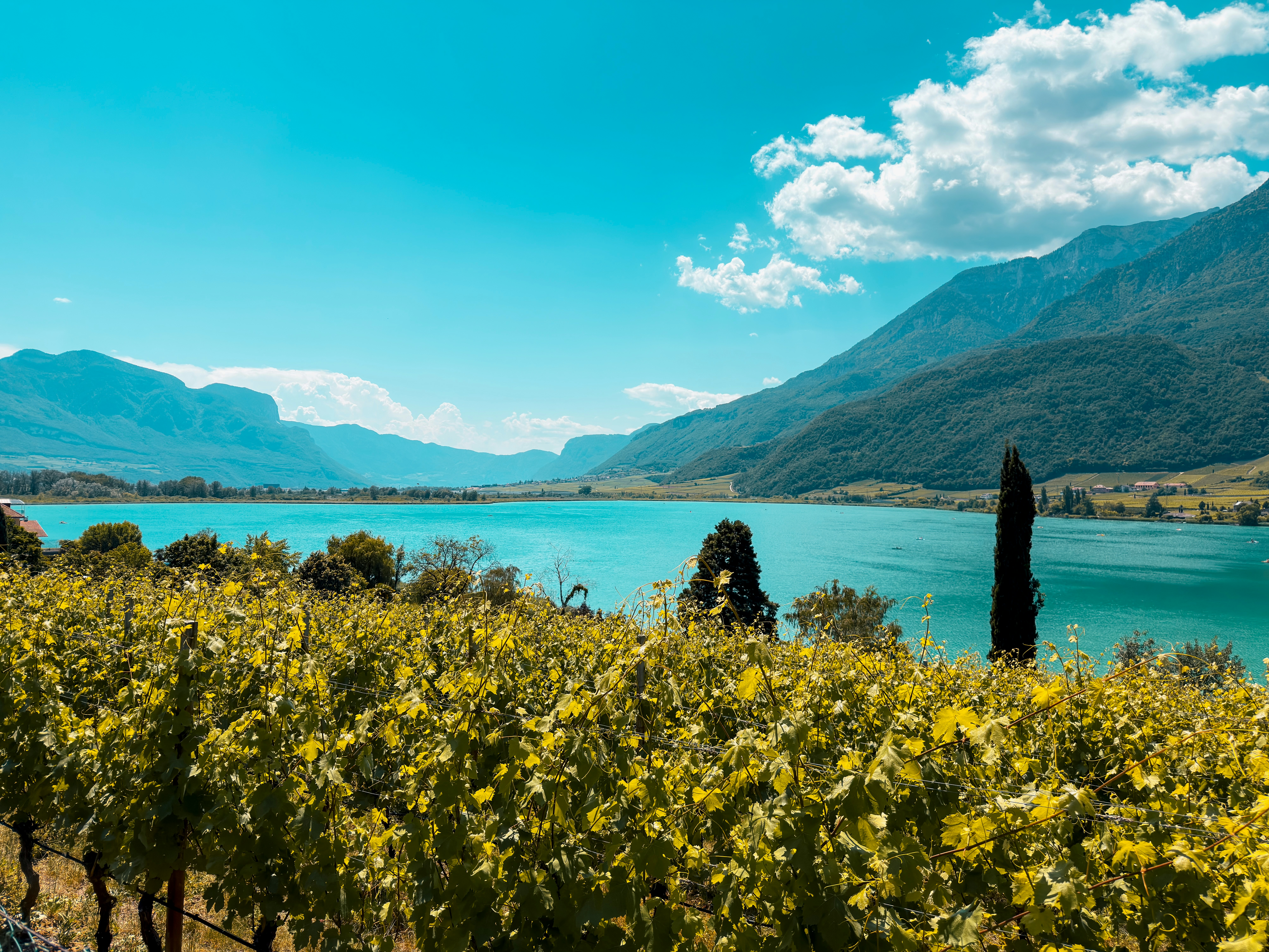 Vibrant lakeside vineyard with yellow-green foliage and a turquoise alpine lake beyond under a clear blue sky.