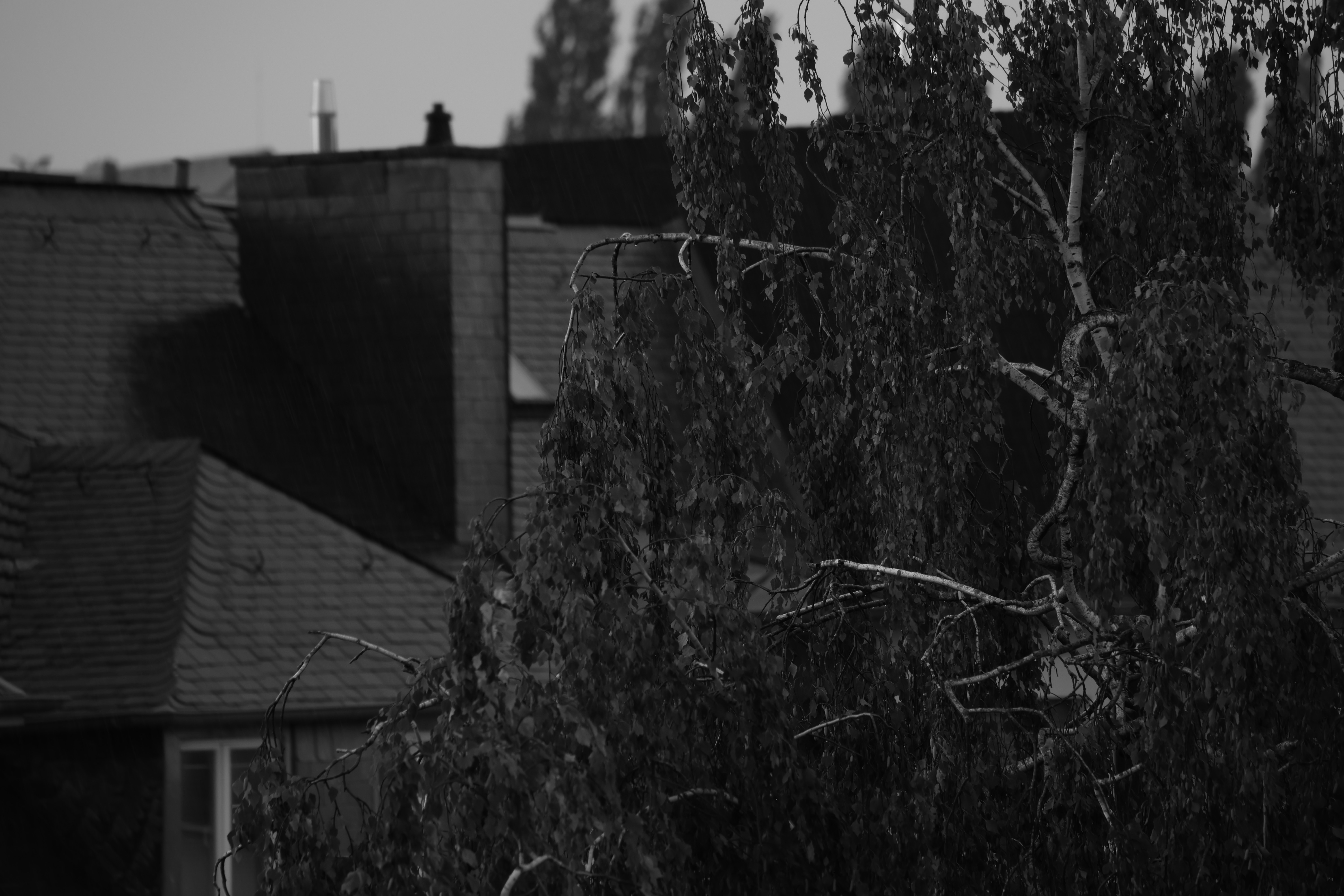 Shadowed rooftops peek through a tangled tree, rendered in grayscale to emphasize texture and contrast.